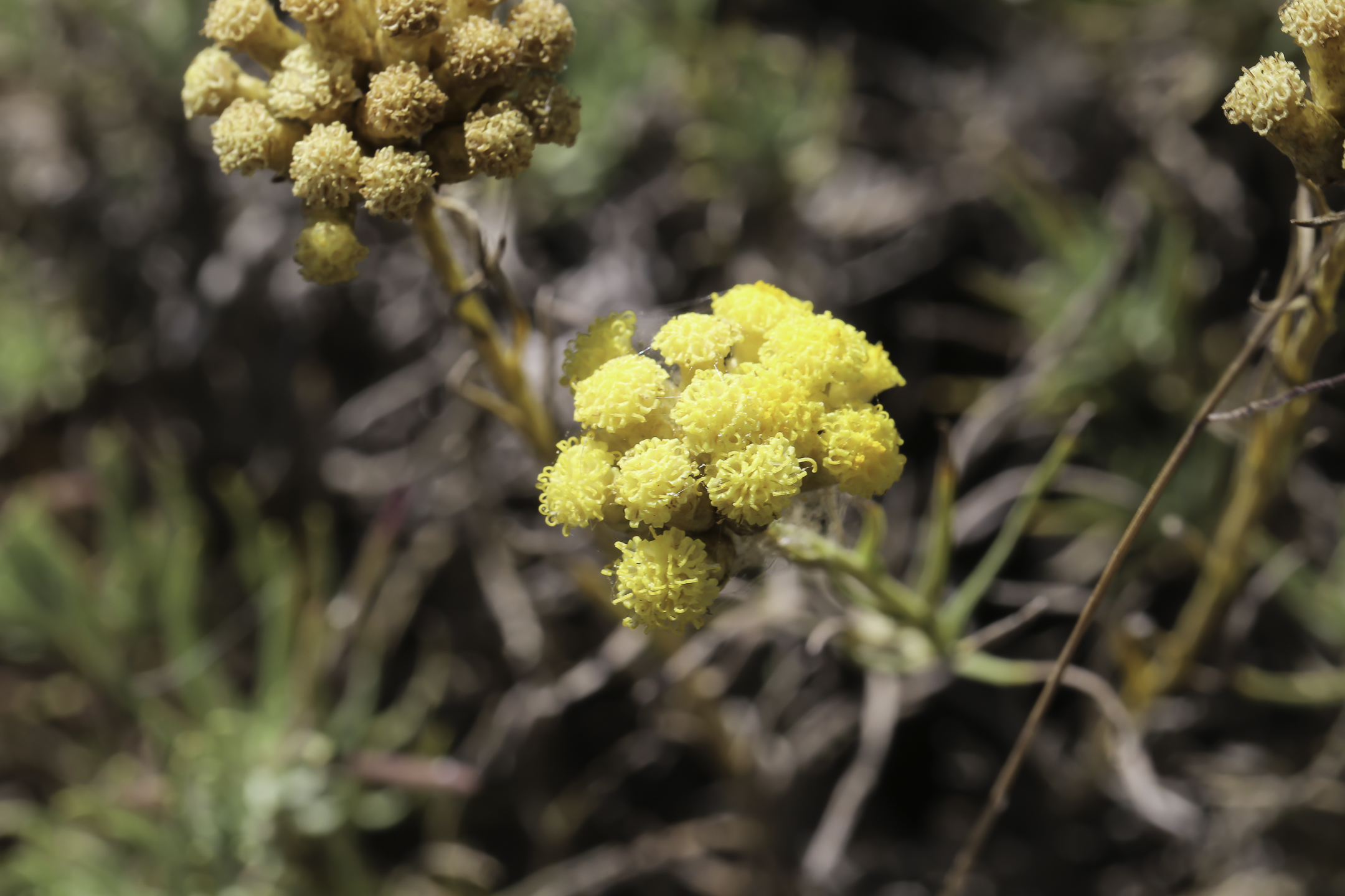 Helichrysum italicum subsp. italicum - Plant Biodiversity of South ...