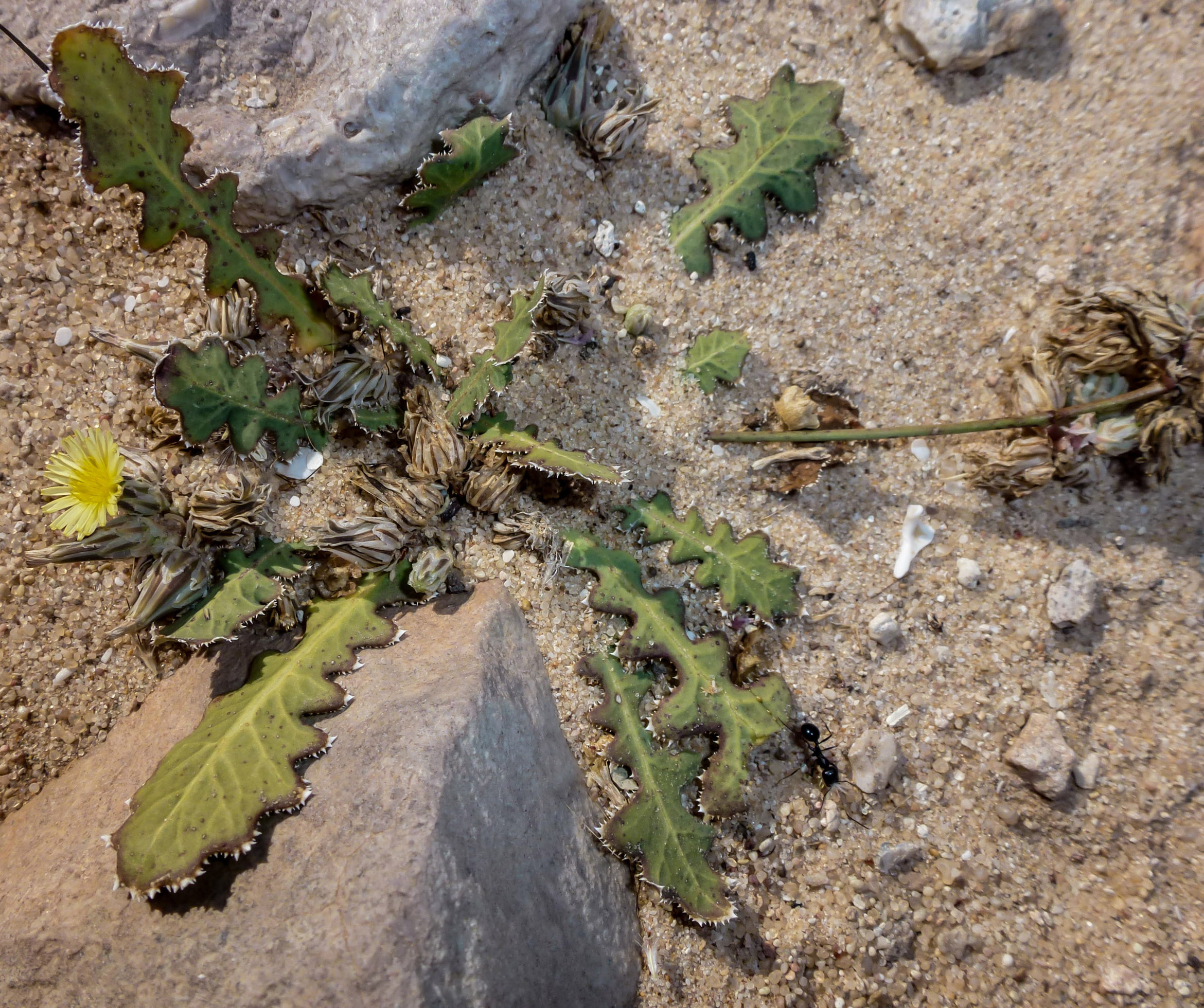 Launaea capitata - Plant Biodiversity of South-Western Morocco