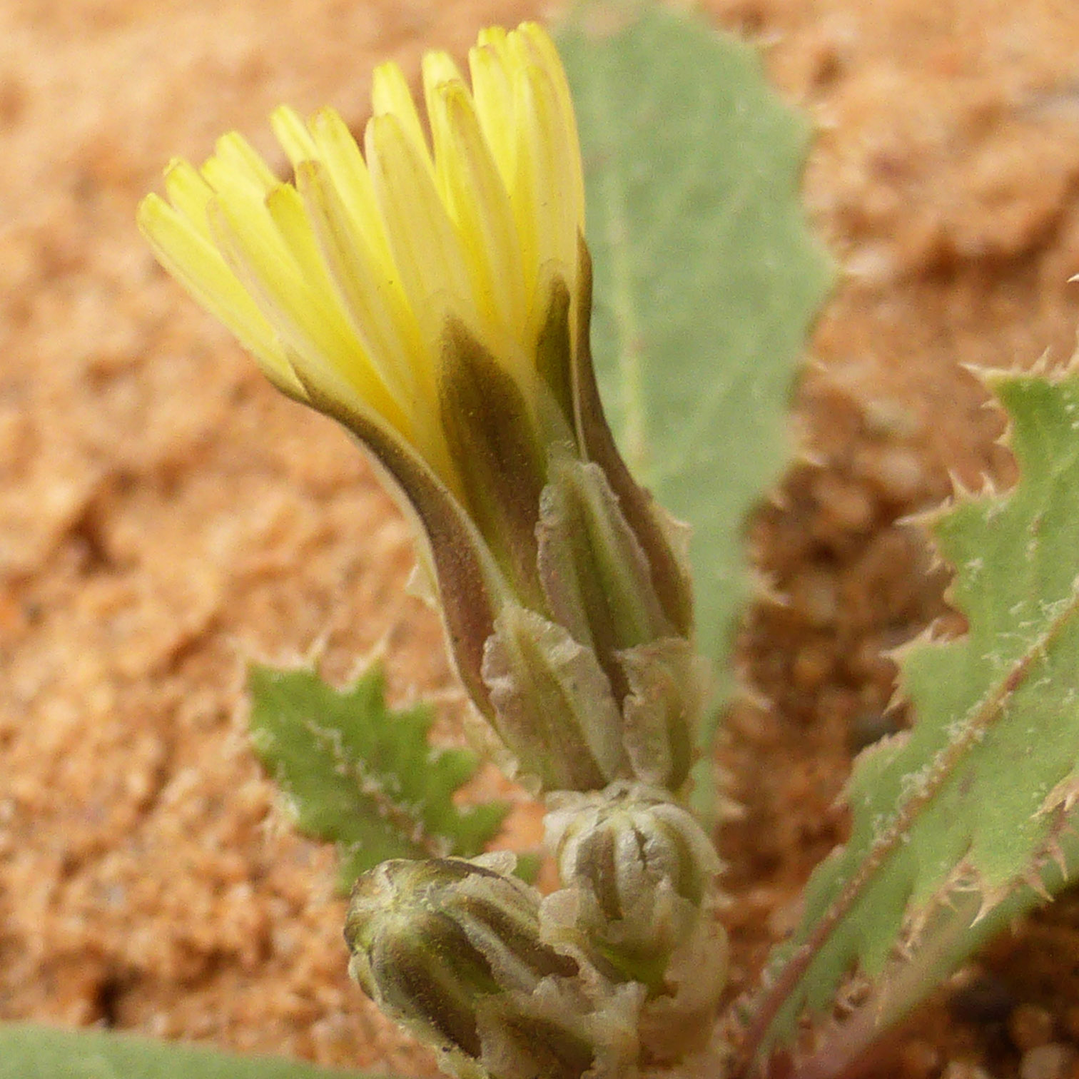 Launaea capitata - Plant Biodiversity of South-Western Morocco