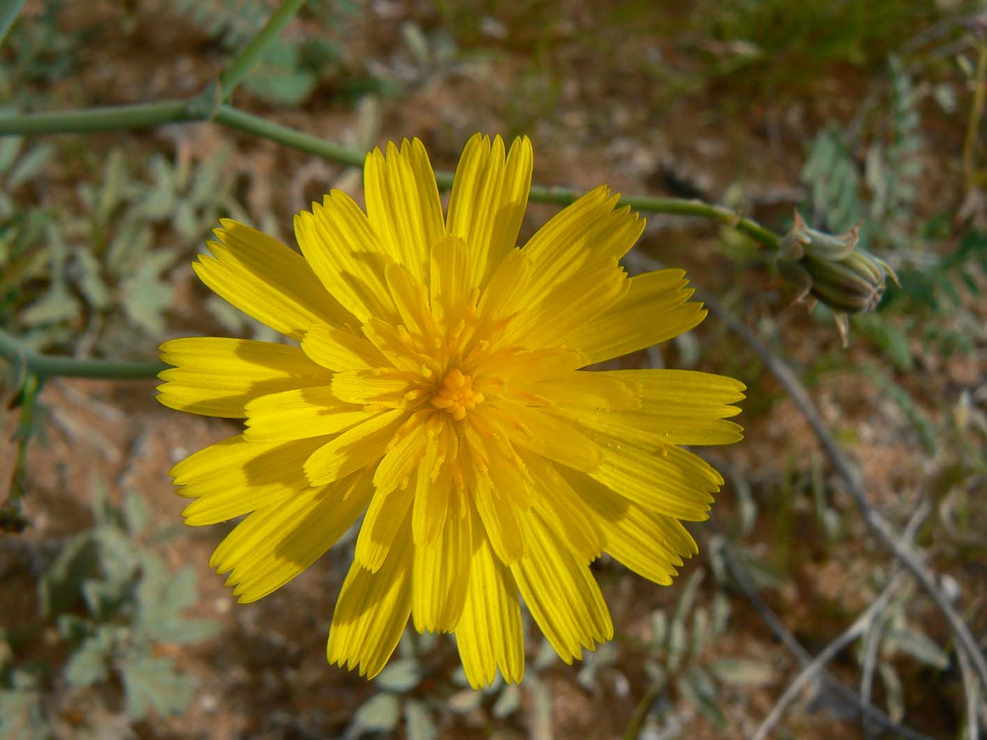 Launaea fragilis - Plant Biodiversity of South-Western Morocco
