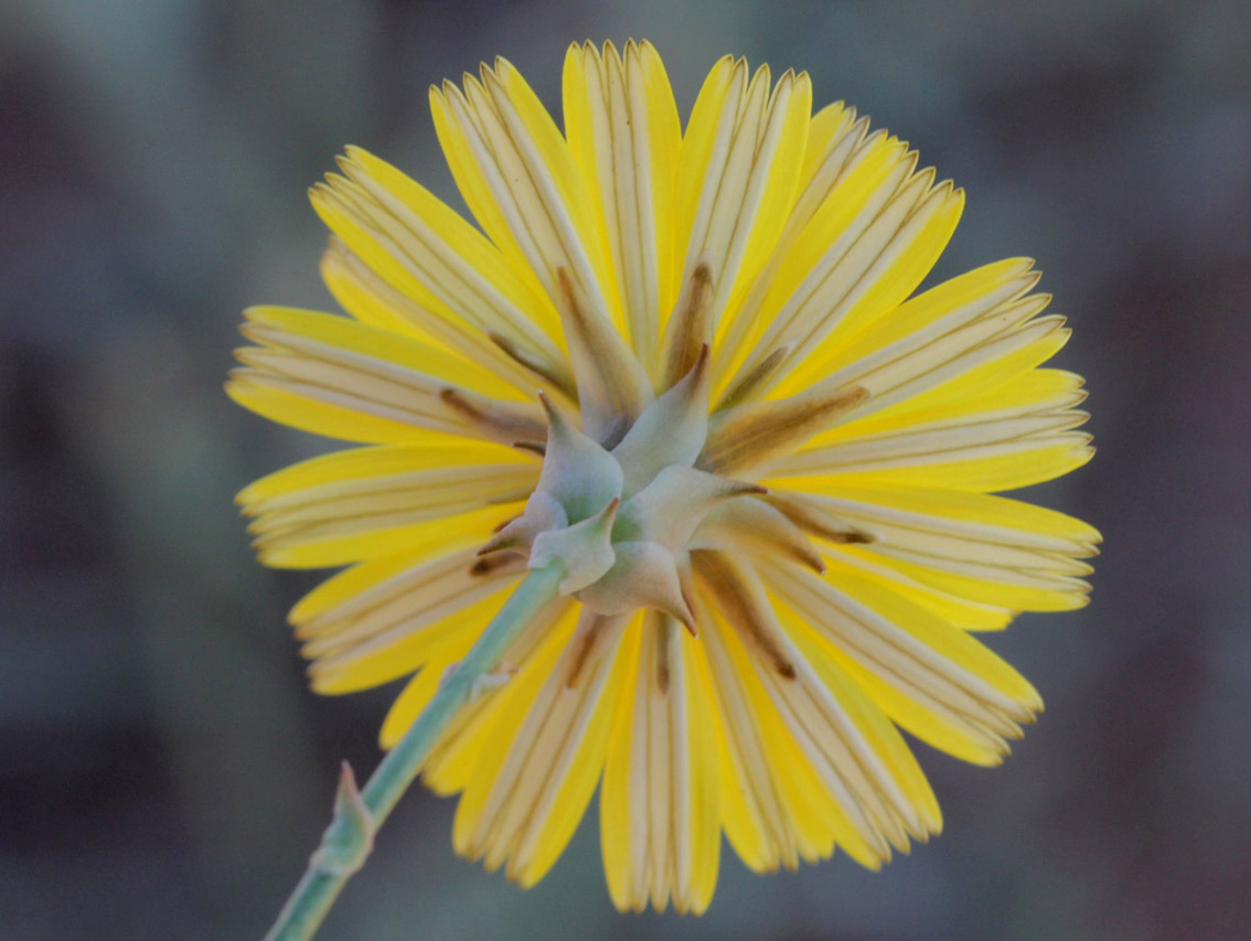 Launaea mucronata subsp. mucronata - Plant Biodiversity of South ...
