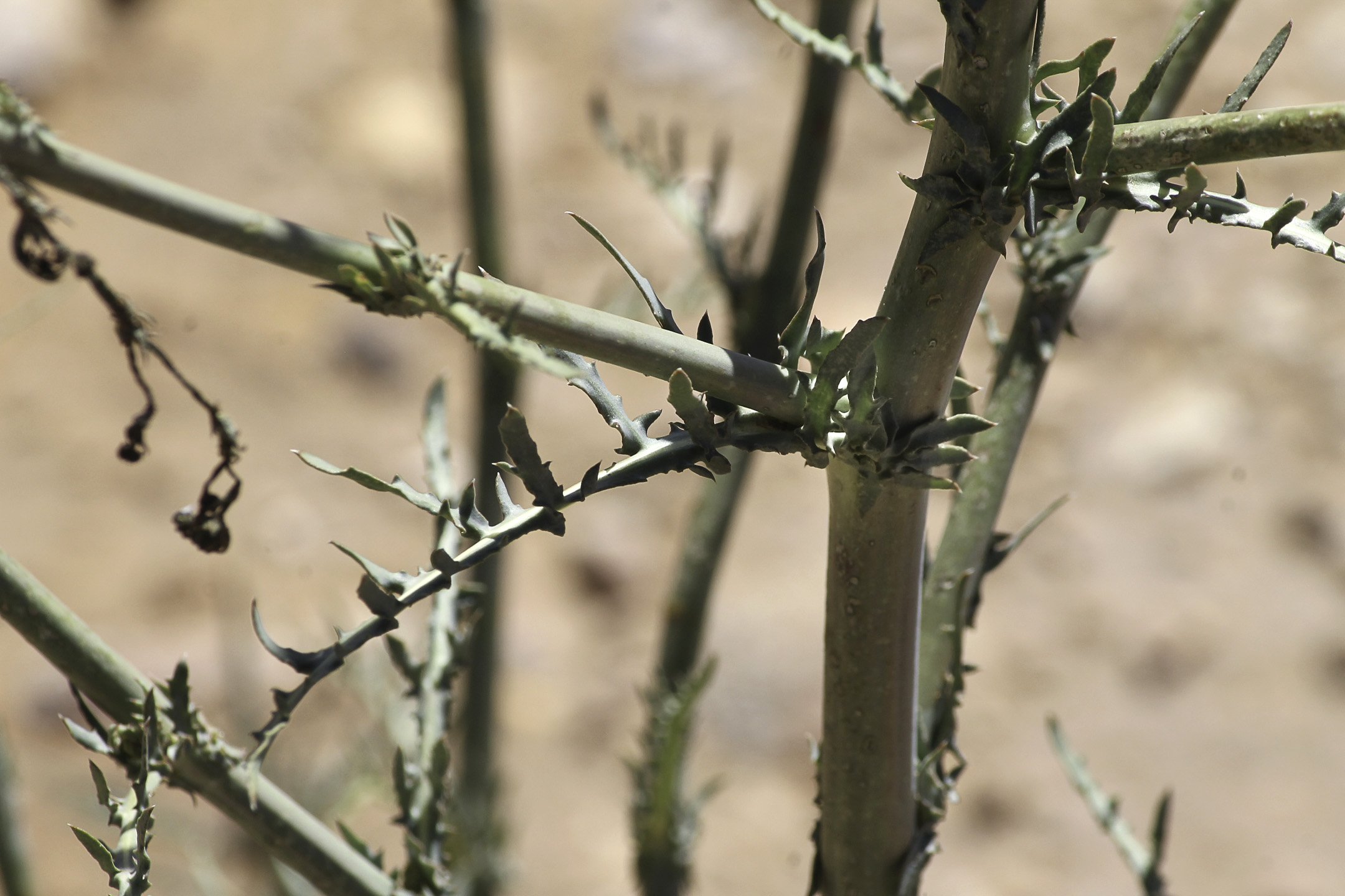 Launaea mucronata subsp. mucronata - Plant Biodiversity of South ...