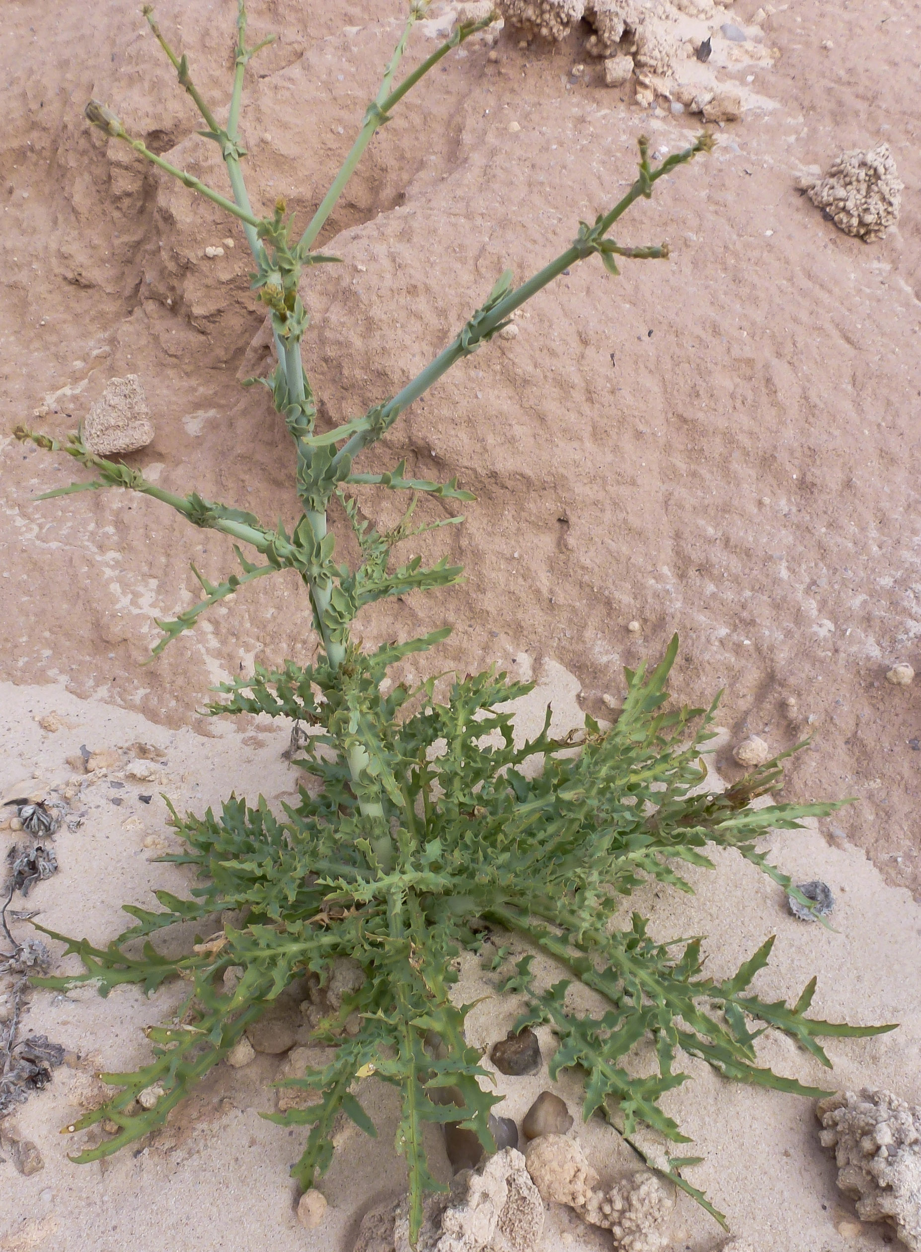 Launaea mucronata subsp. mucronata - Plant Biodiversity of South ...