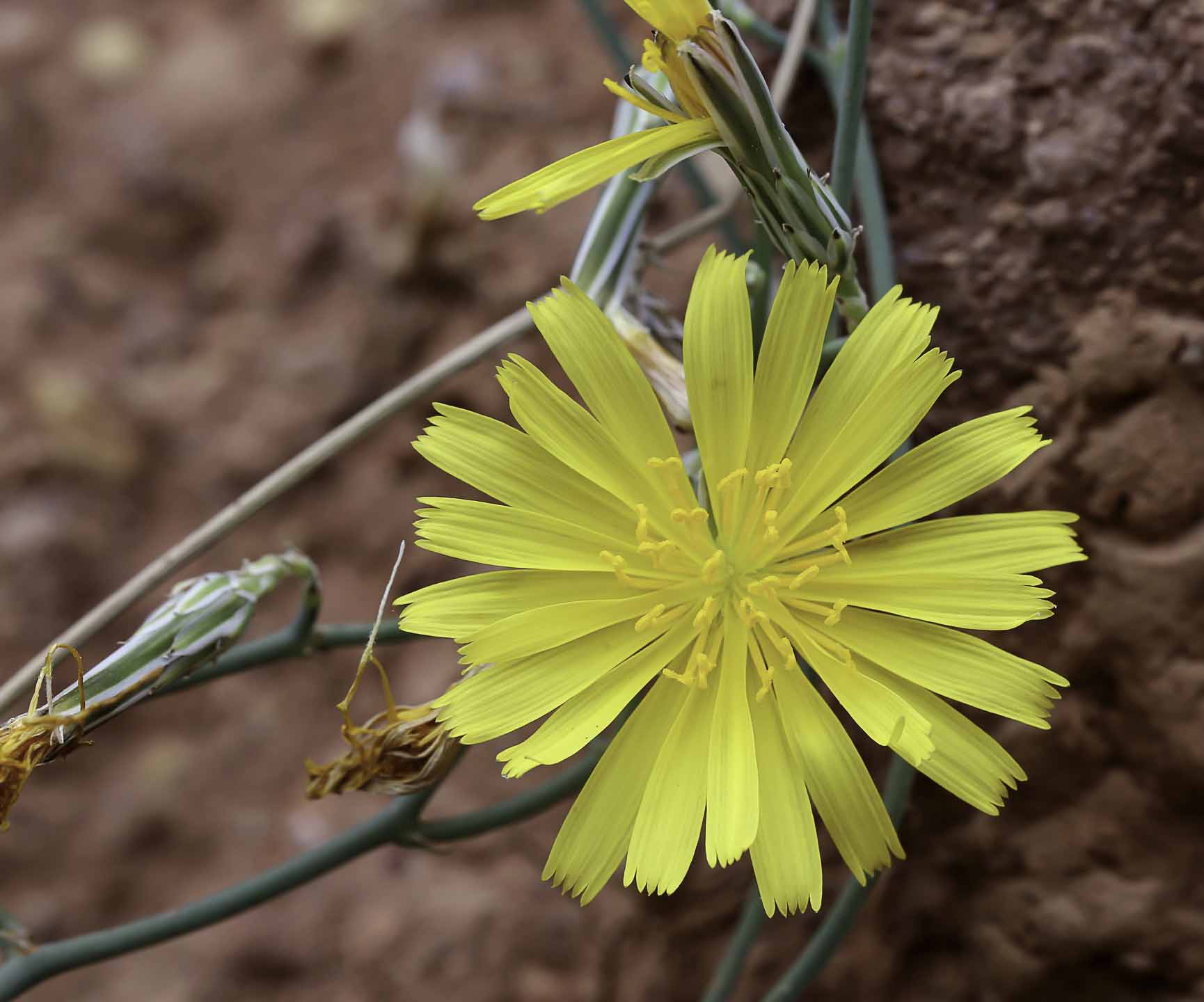 Launaea nudicaulis - Plant Biodiversity of South-Western Morocco