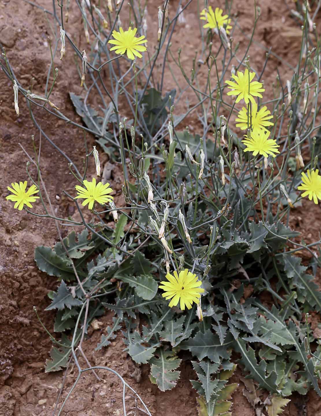 Launaea nudicaulis - Plant Biodiversity of South-Western Morocco