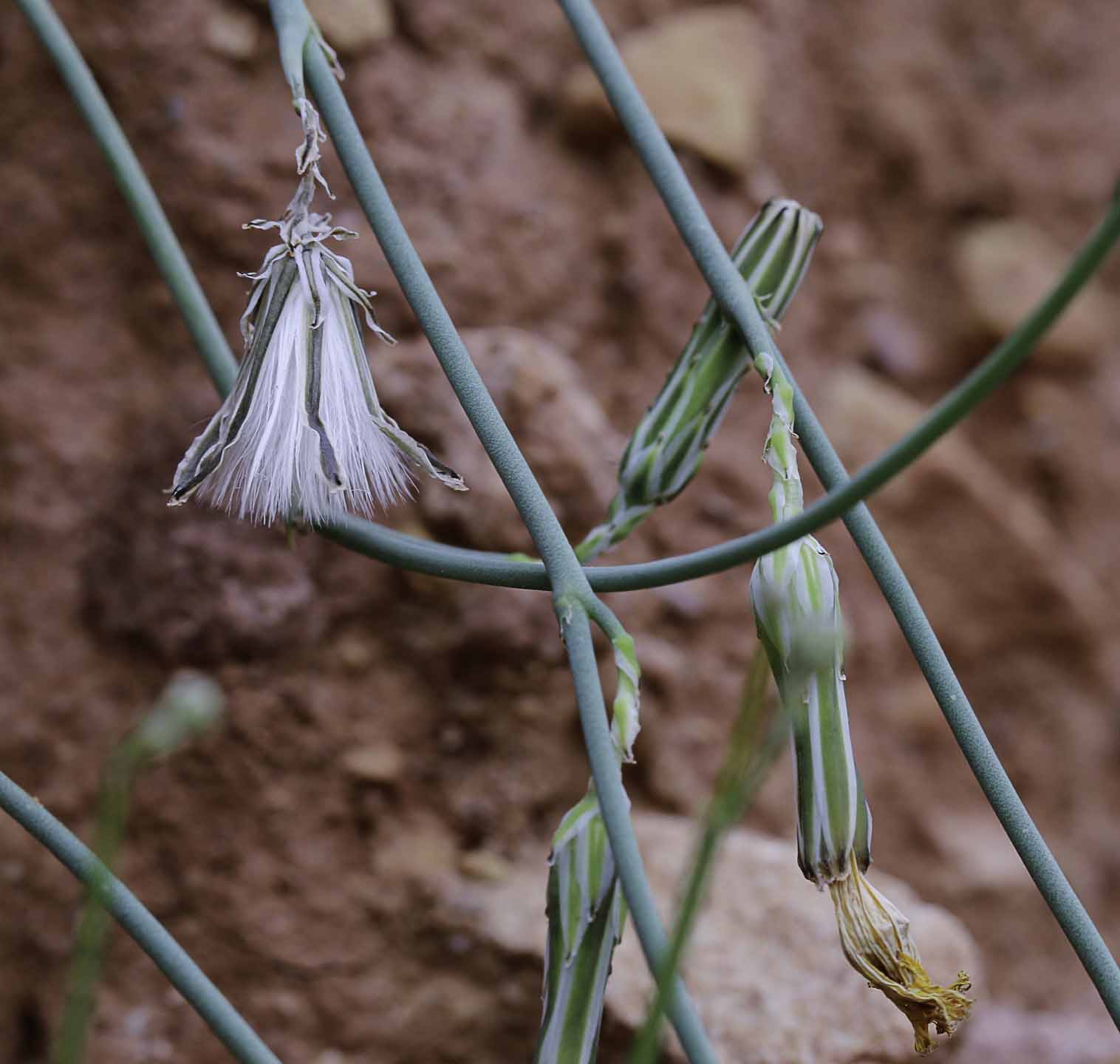 Launaea nudicaulis - Plant Biodiversity of South-Western Morocco