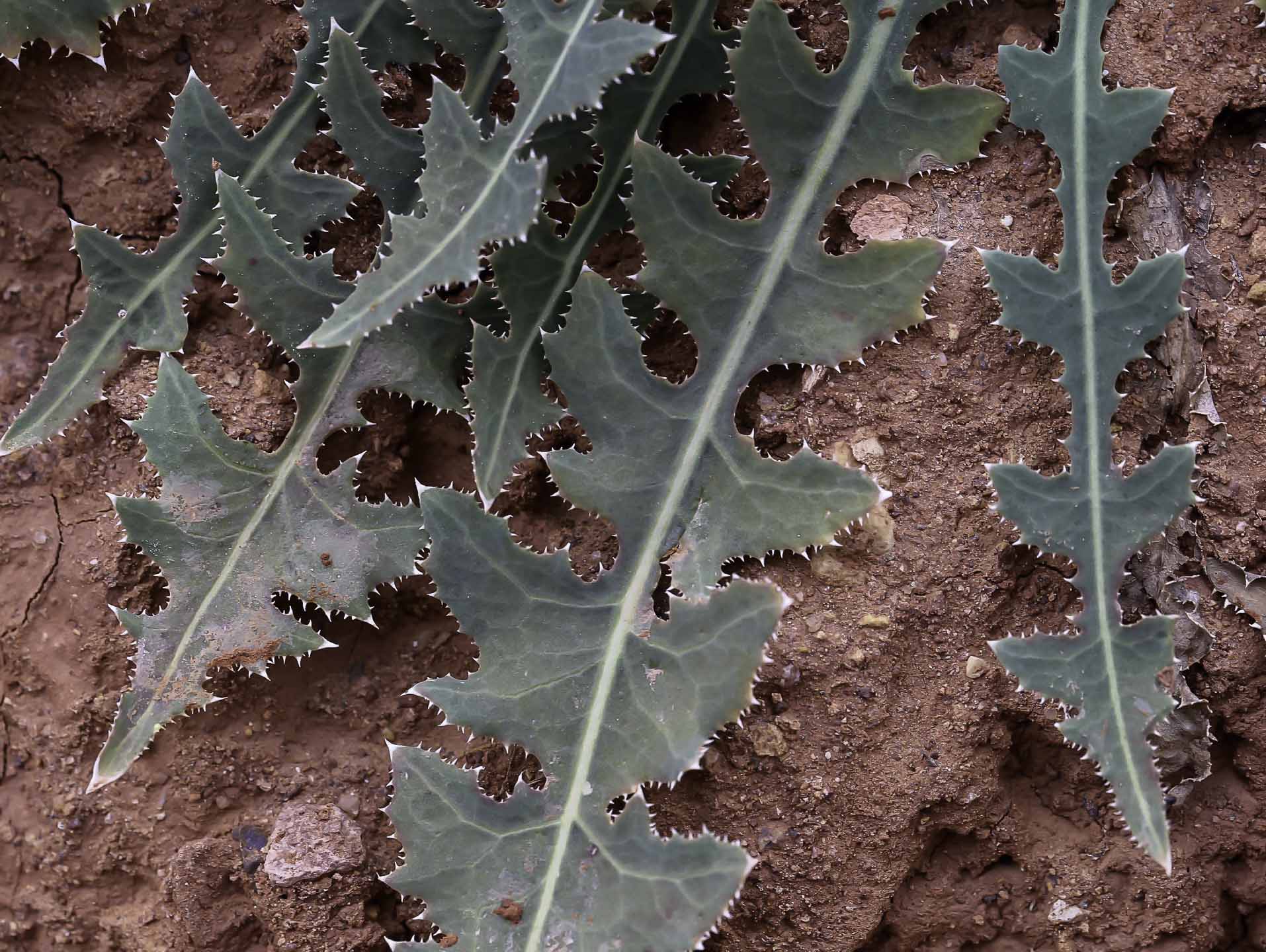 Launaea nudicaulis - Plant Biodiversity of South-Western Morocco