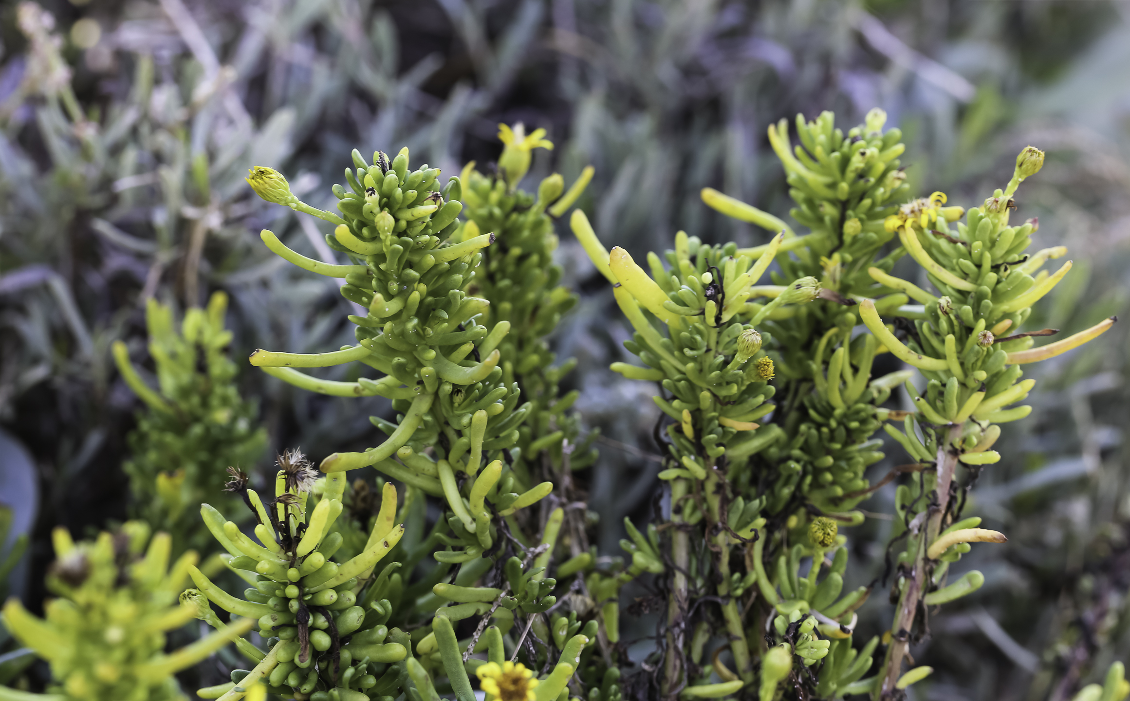 Limbarda crithmoides subsp. longifolia - Plant Biodiversity of South ...