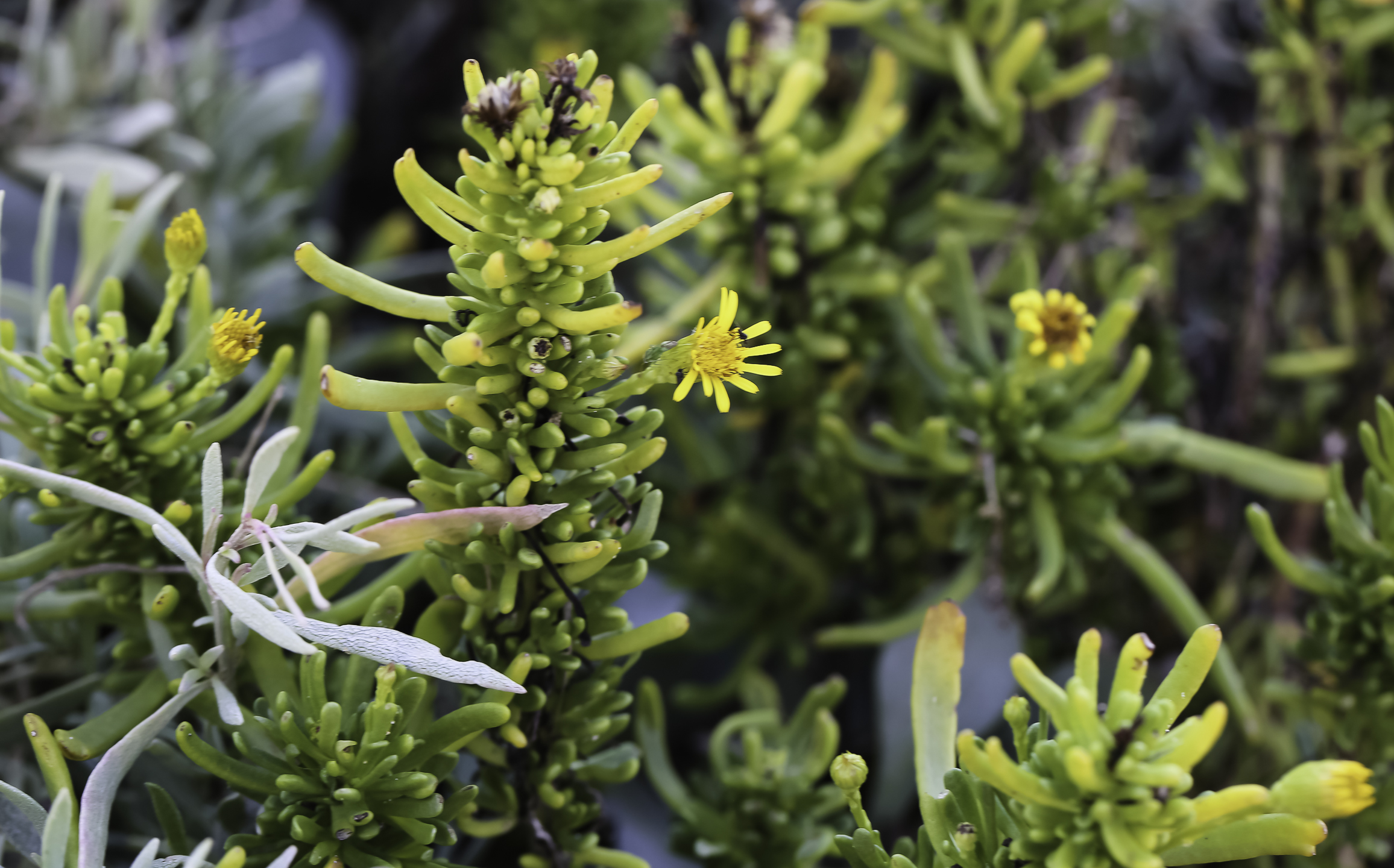 Limbarda crithmoides subsp. longifolia - Biodiversité végétale du sud ...