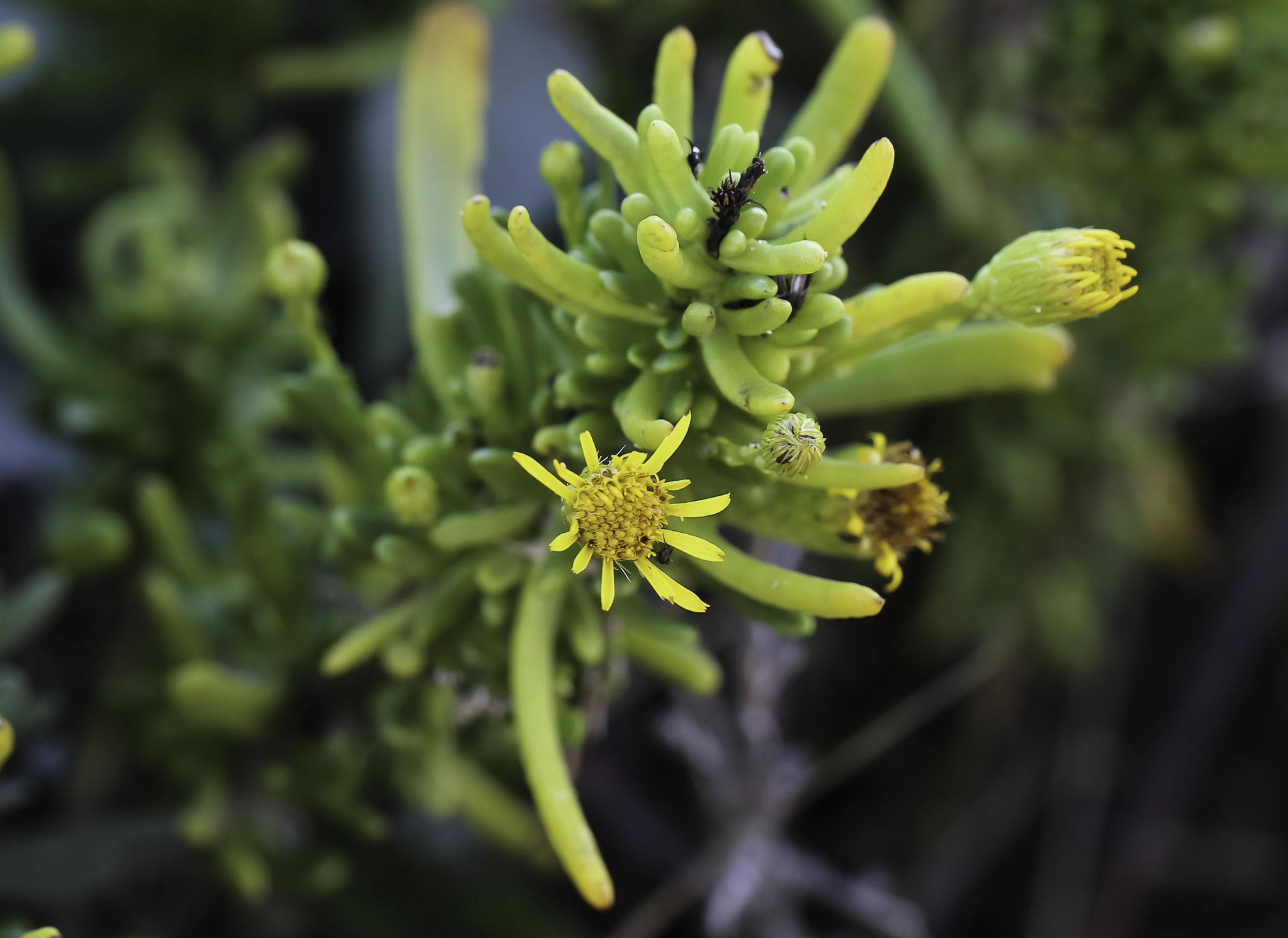 Limbarda crithmoides subsp. longifolia - Plant Biodiversity of South ...