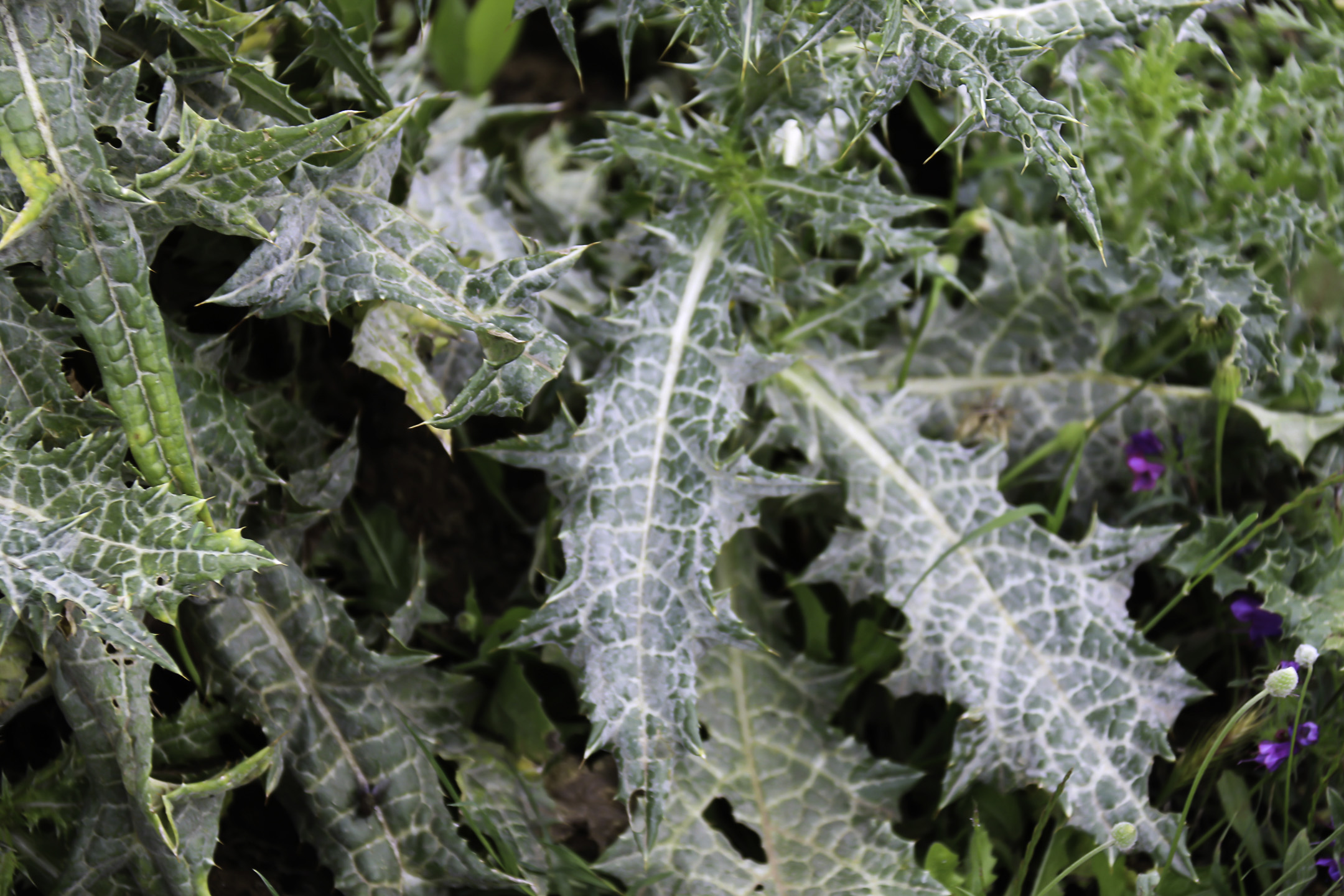 Notobasis syriaca - Biodiversité végétale du sud-ouest marocain