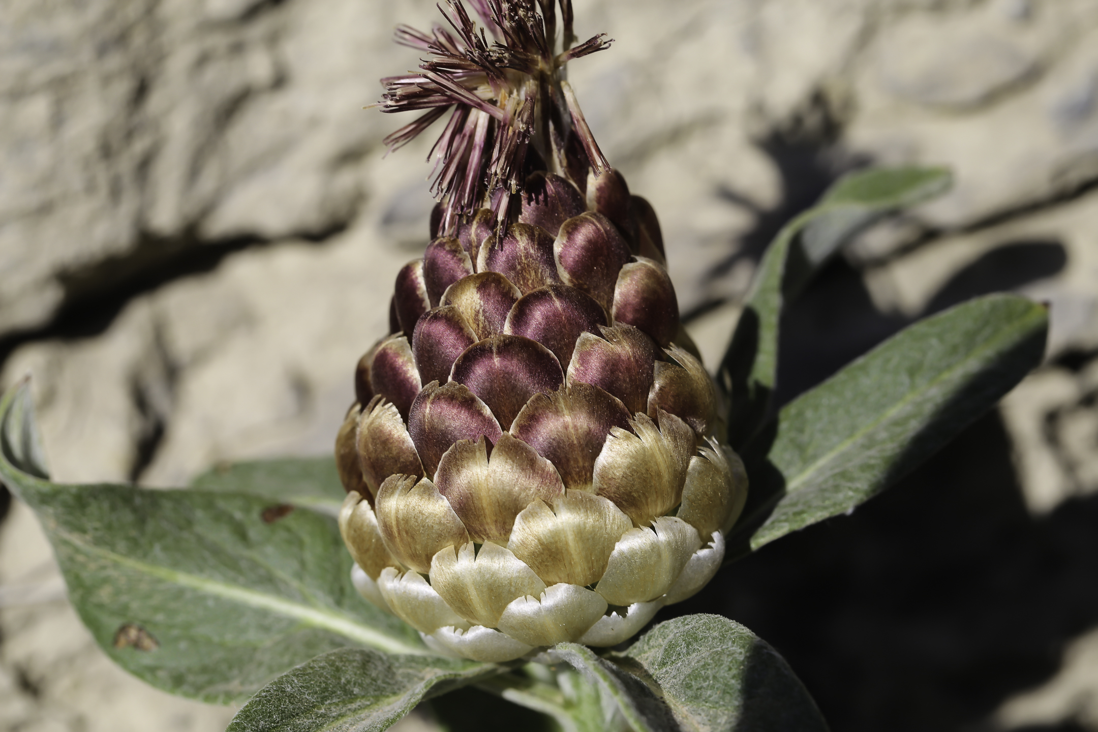 Rhaponticum coniferum - Plant Biodiversity of South-Western Morocco