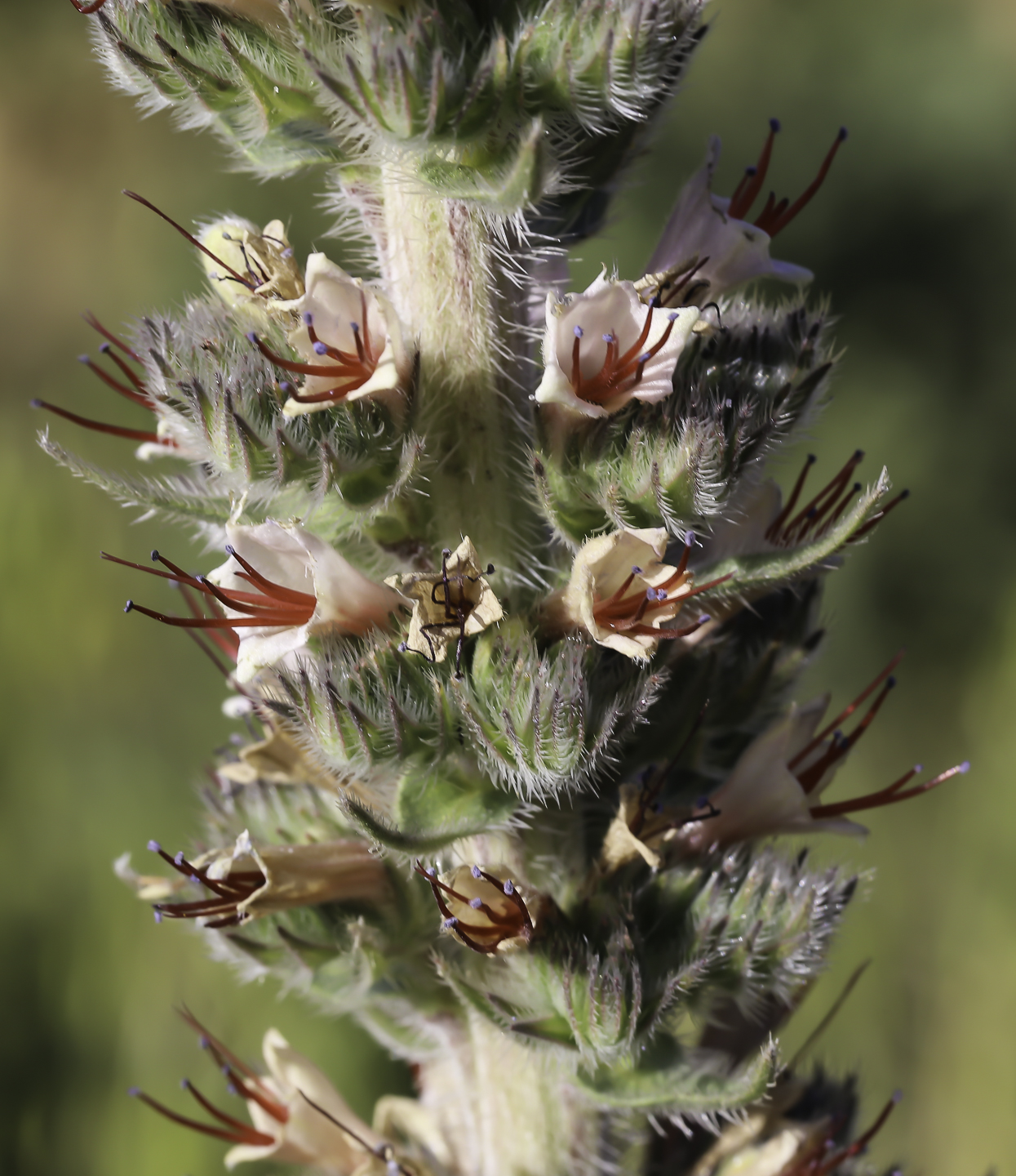 Echium boissieri - Biodiversité végétale du sud-ouest marocain