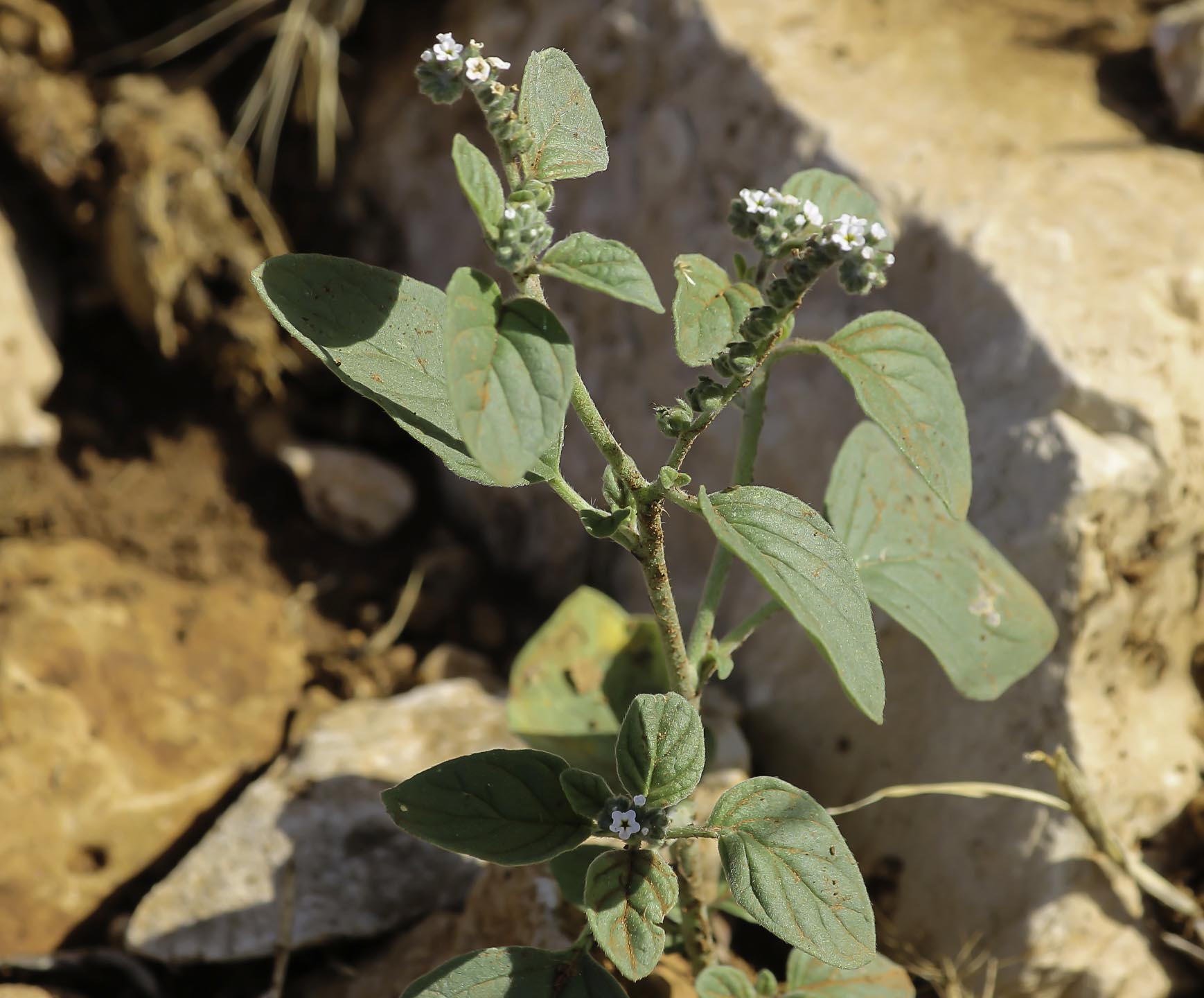 Heliotropium europaeum - Plant Biodiversity of South-Western Morocco