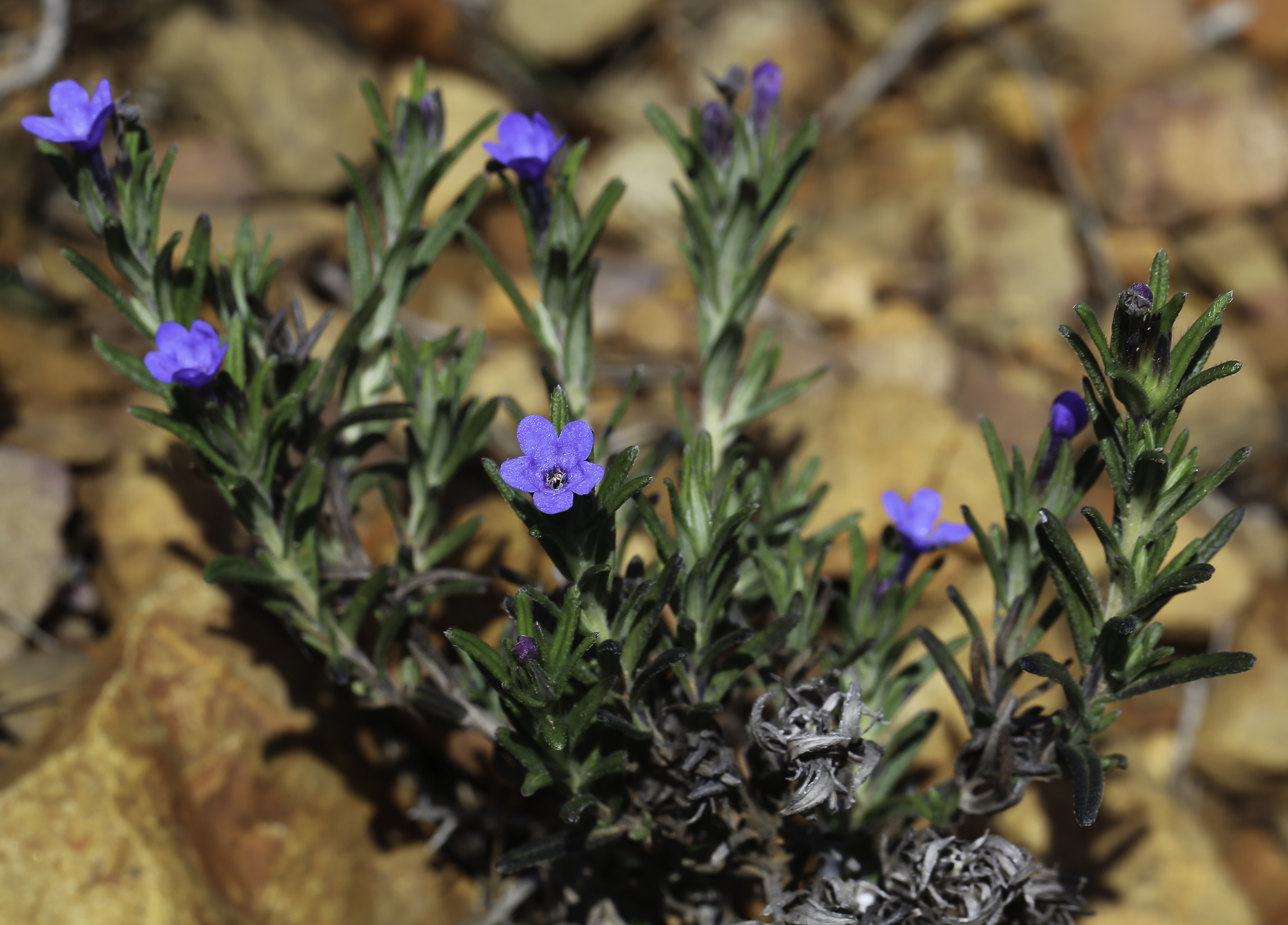 Lithodora prostrata subsp. lusitanica - Biodiversité végétale du sud ...