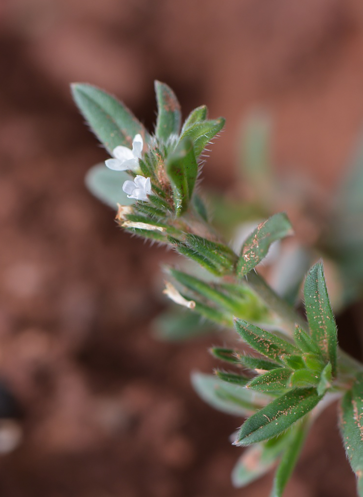 Lithospermum arvense - Biodiversité végétale du sud-ouest marocain