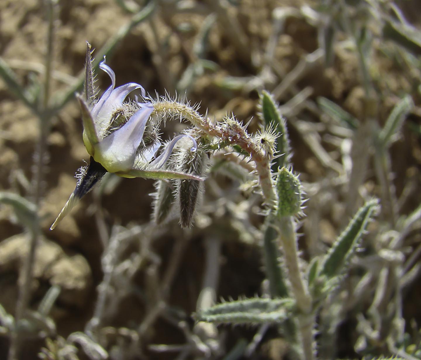 Trichodesma calcaratum var. calcaratum - Plant Biodiversity of South ...