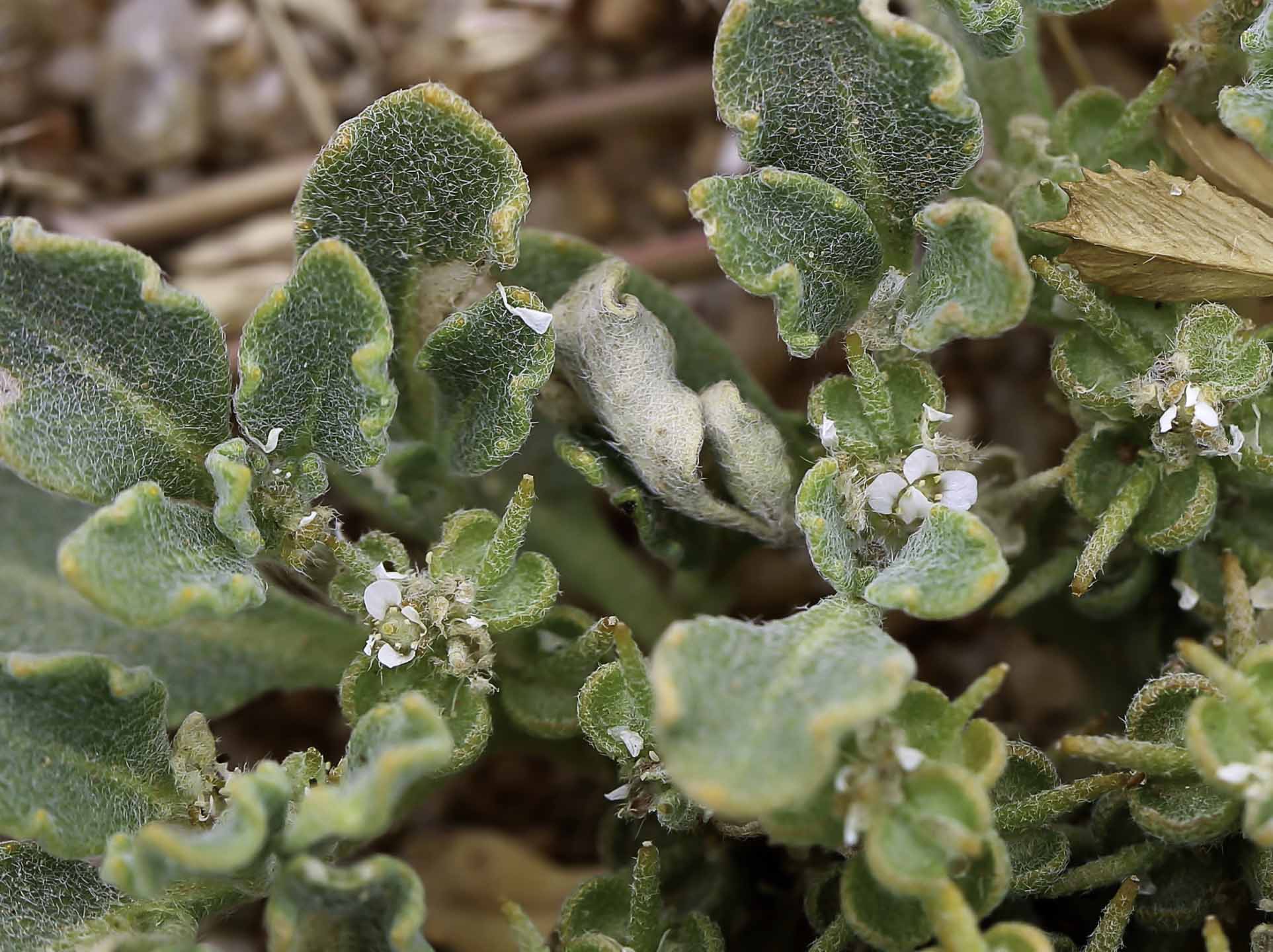 Anastatica hierochuntica - Plant Biodiversity of South-Western Morocco