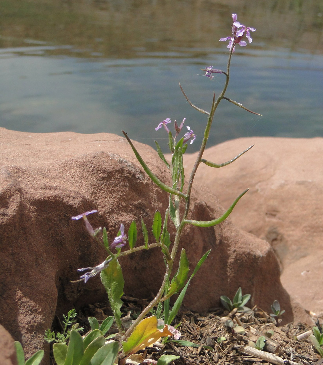 Chorispora tenella - Plant Biodiversity of South-Western Morocco