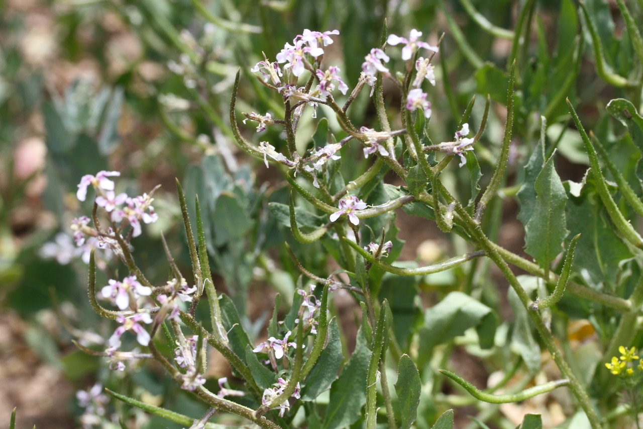 Chorispora tenella - Biodiversité végétale du sud-ouest marocain