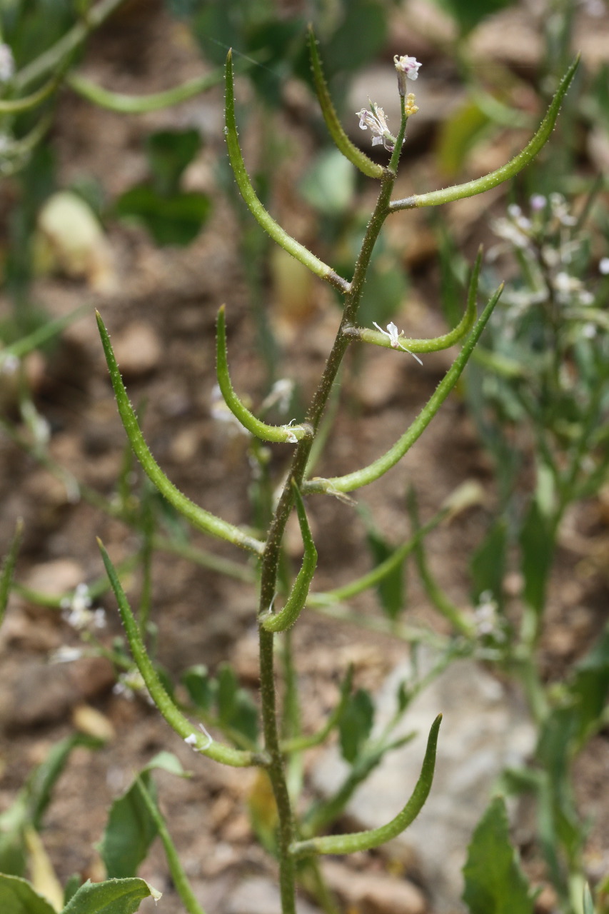 Chorispora tenella - Biodiversité végétale du sud-ouest marocain