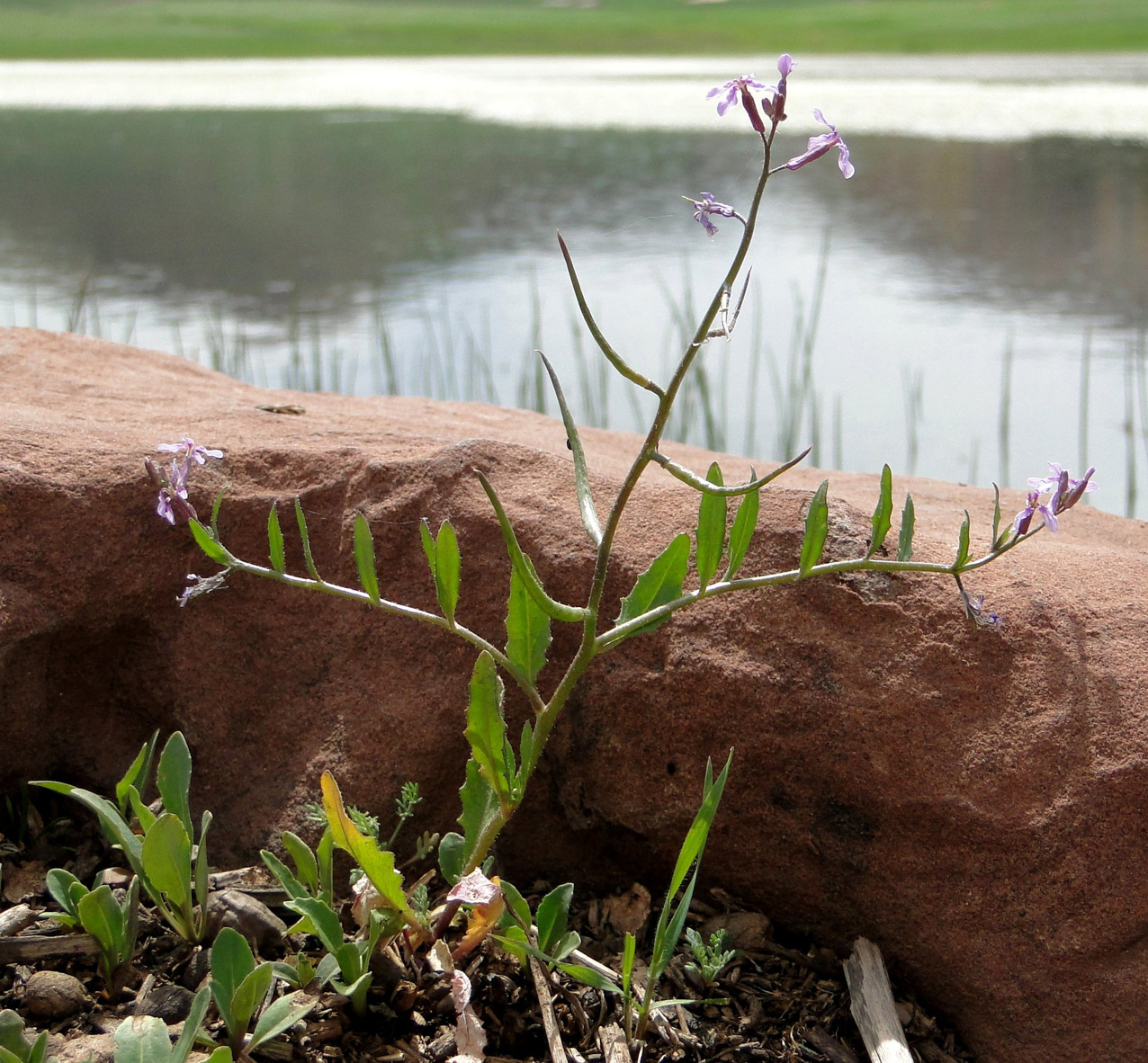 Chorispora tenella - Biodiversité végétale du sud-ouest marocain