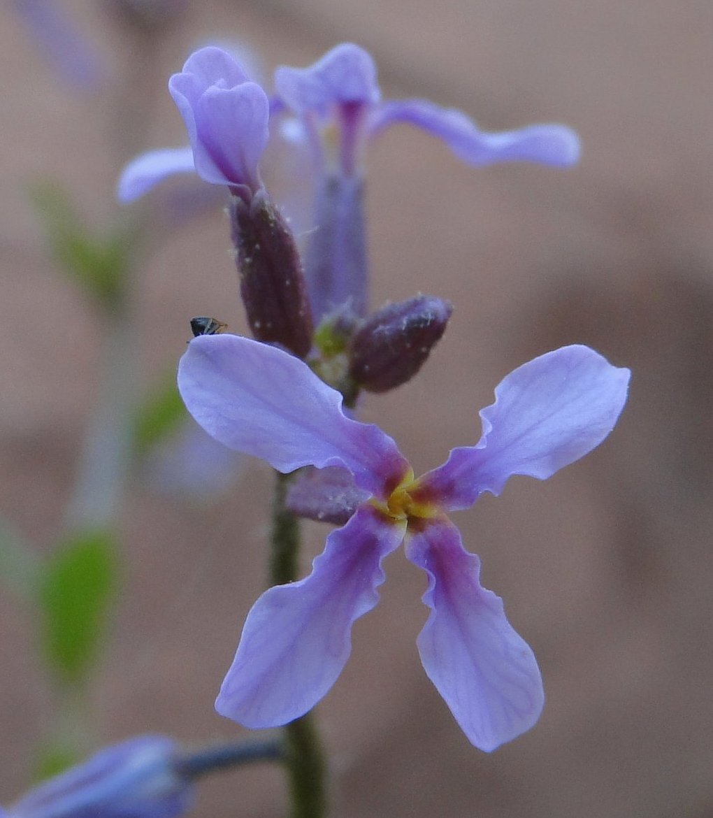 Chorispora tenella - Biodiversité végétale du sud-ouest marocain