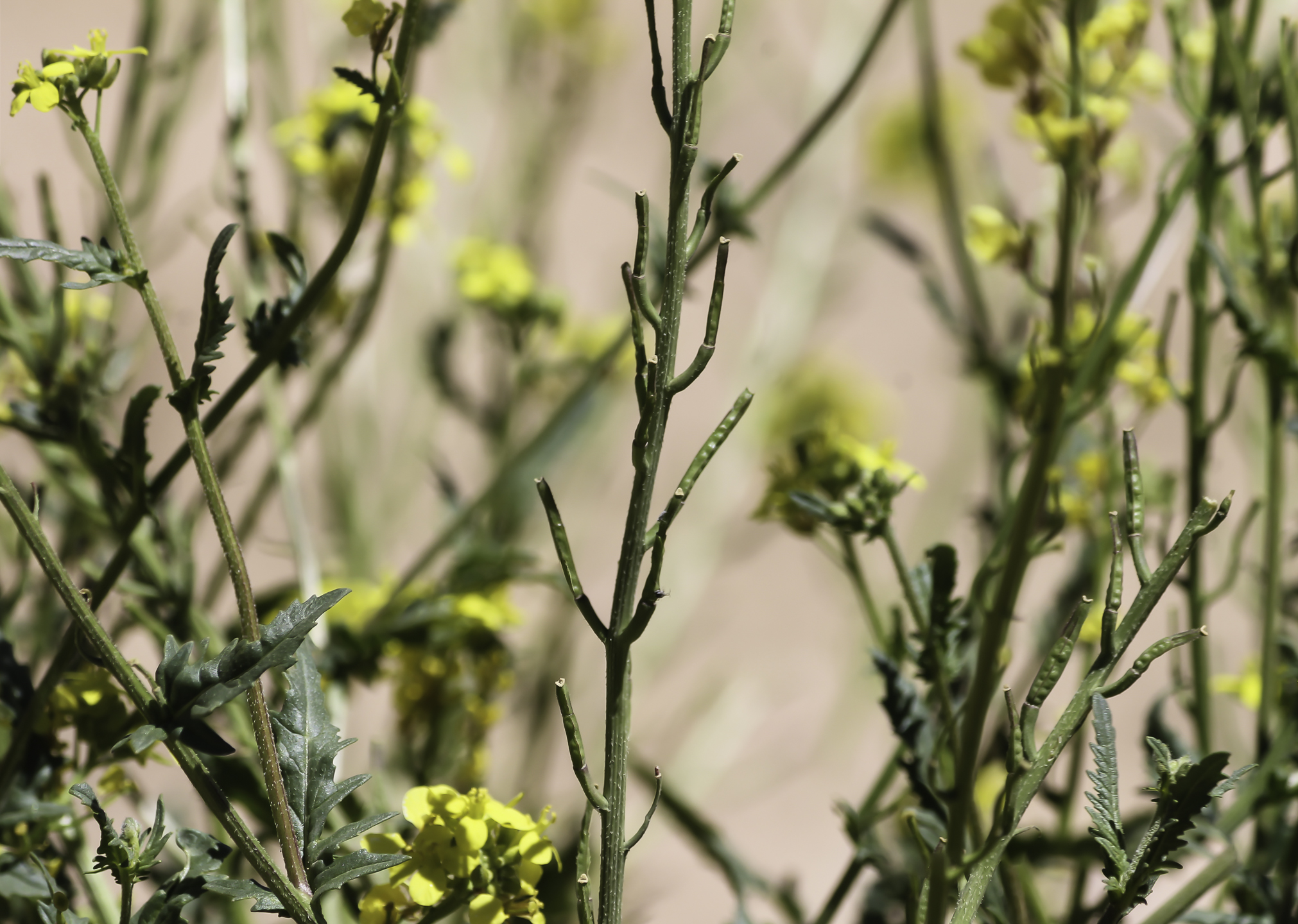 Diplotaxis assurgens subsp. assurgens - Plant Biodiversity of South ...