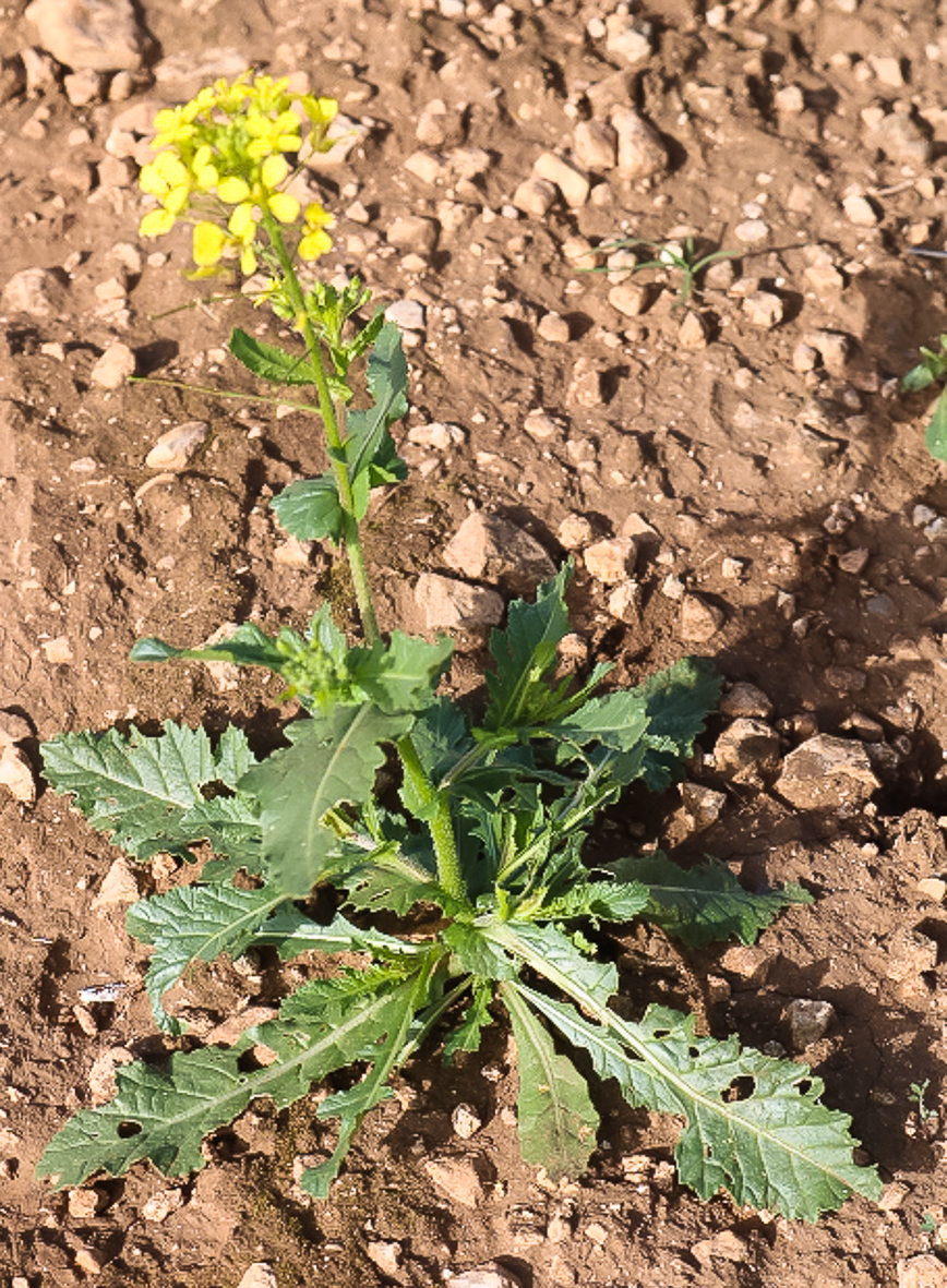 Diplotaxis tenuisiliqua - Plant Biodiversity of South-Western Morocco