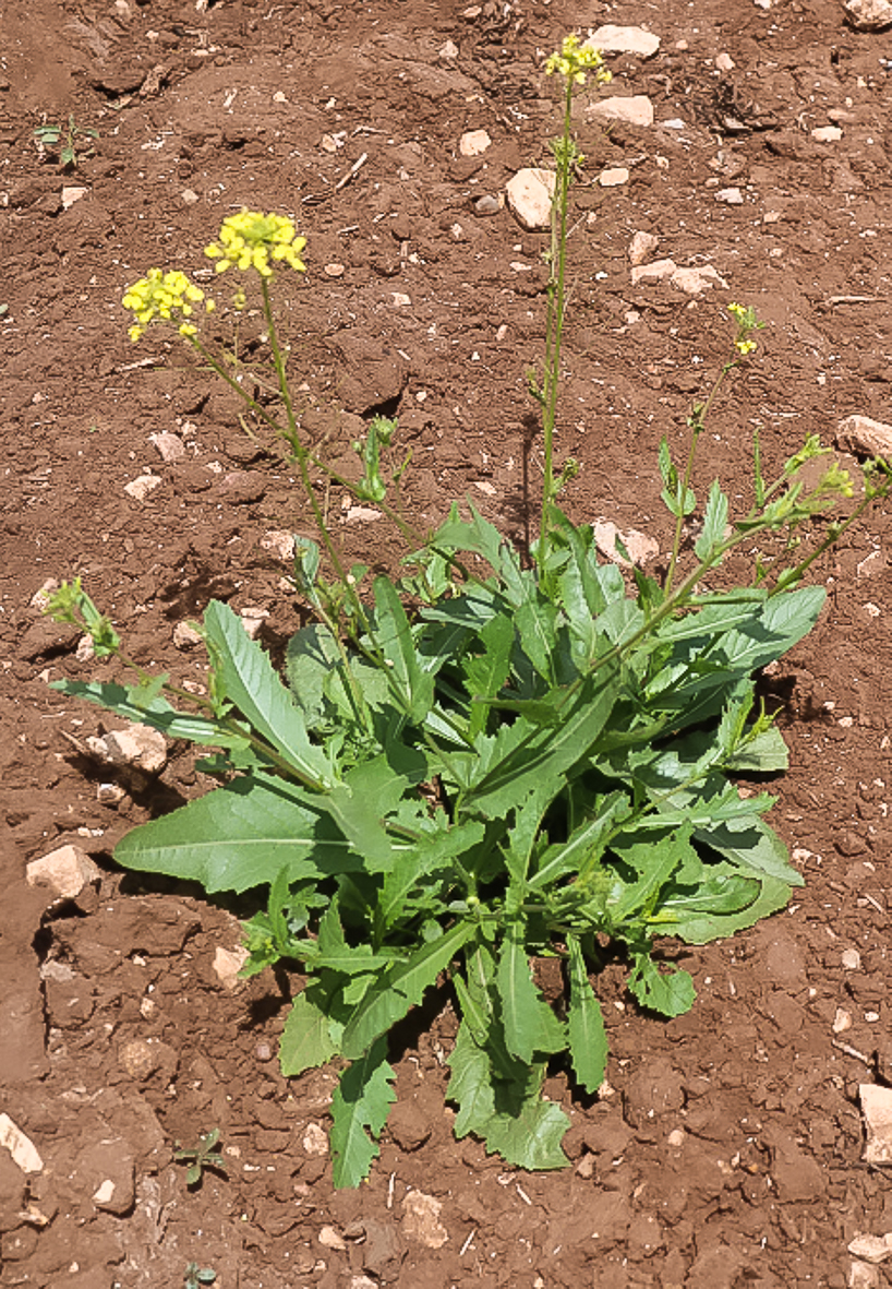Diplotaxis tenuisiliqua - Biodiversité végétale du sud-ouest marocain