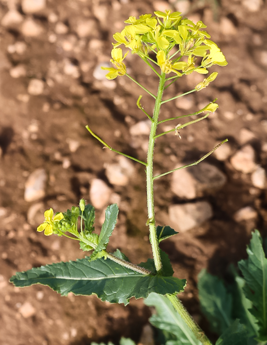Diplotaxis tenuisiliqua - Biodiversité végétale du sud-ouest marocain