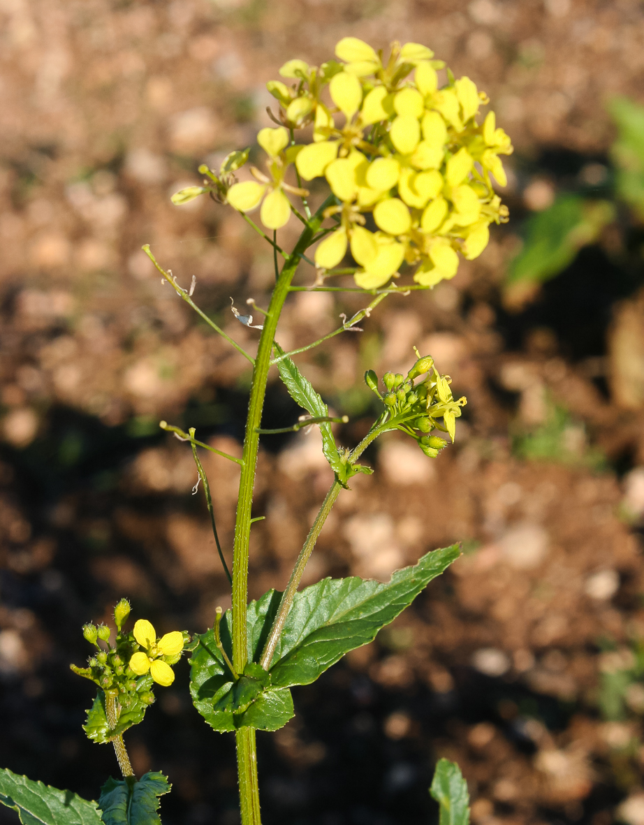 Diplotaxis tenuisiliqua - Plant Biodiversity of South-Western Morocco