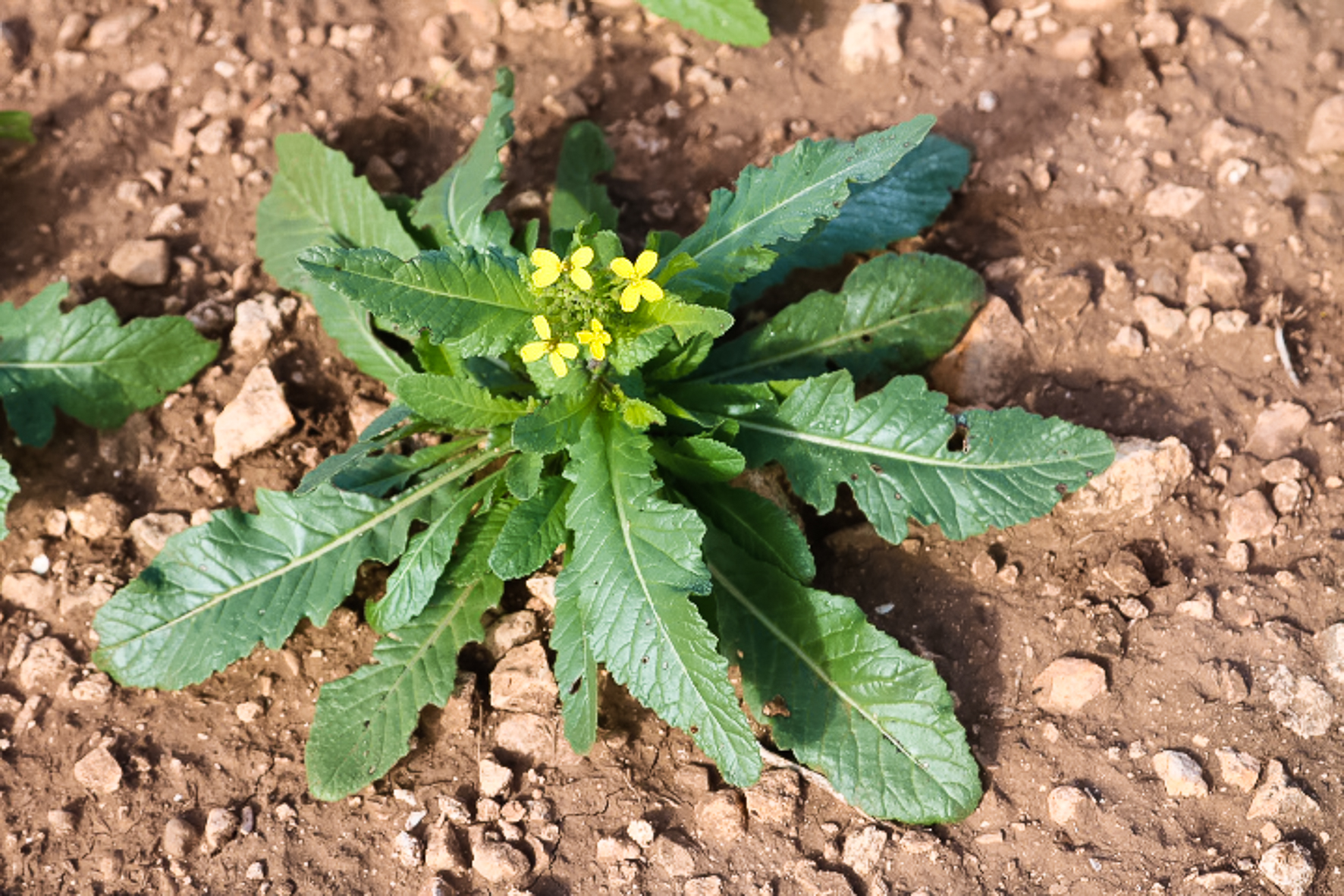 Diplotaxis tenuisiliqua - Biodiversité végétale du sud-ouest marocain
