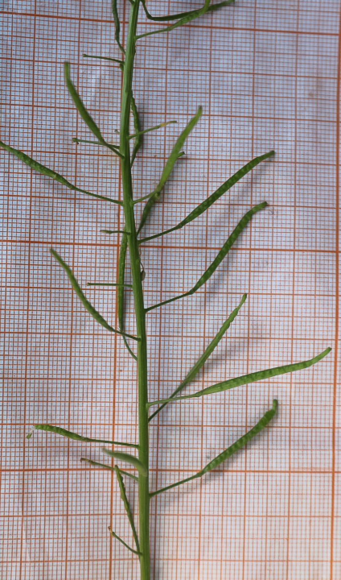 Diplotaxis tenuisiliqua - Plant Biodiversity of South-Western Morocco
