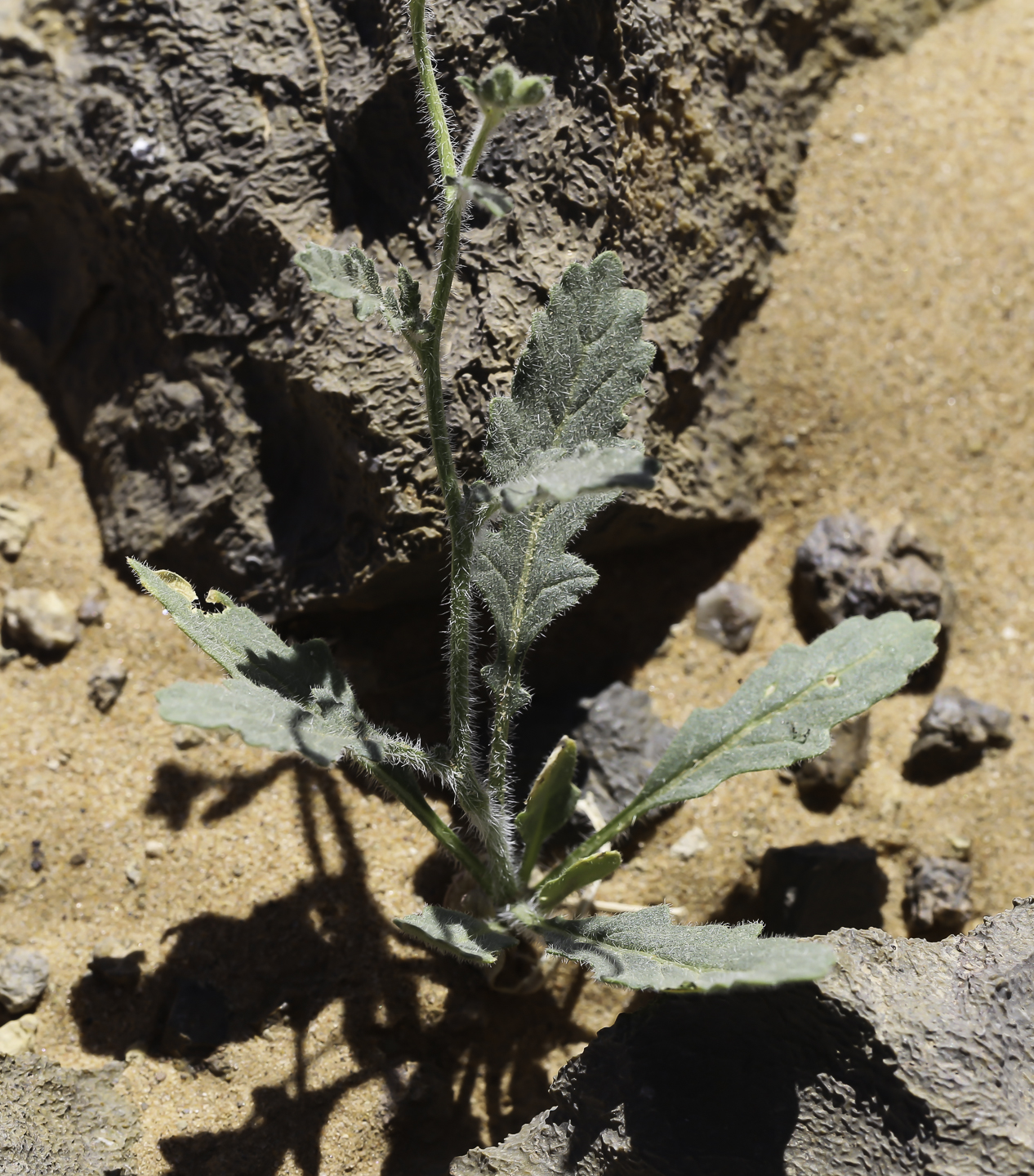 Diplotaxis virgata - Biodiversité végétale du sud-ouest marocain