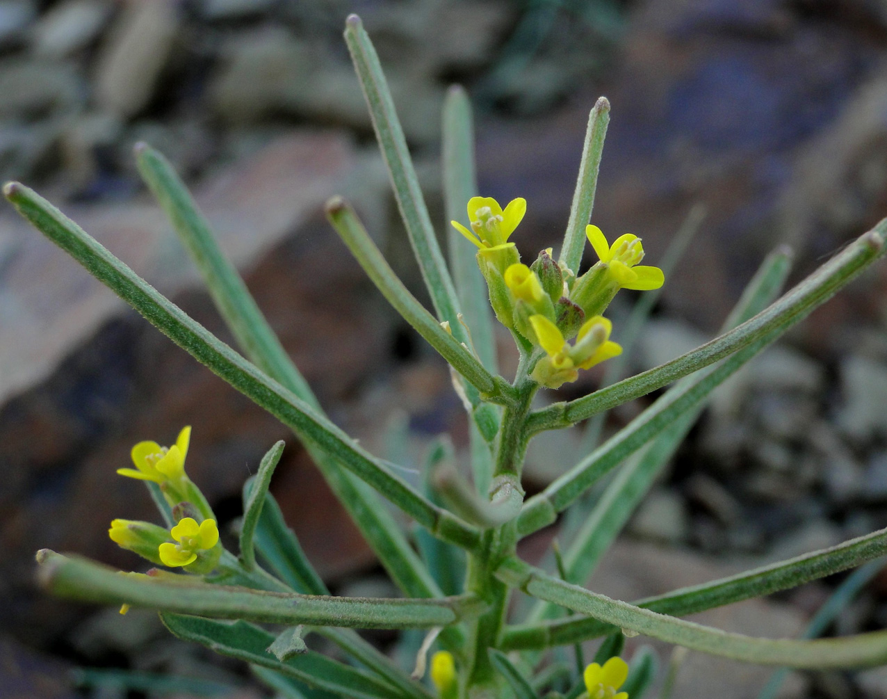 Erysimum incanum - Biodiversité végétale du sud-ouest marocain