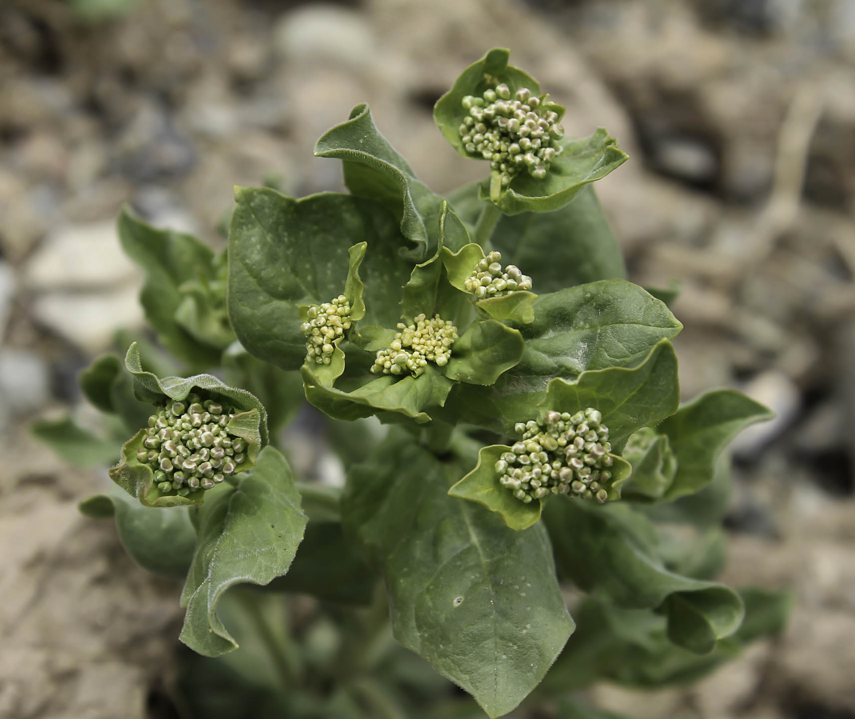 Lepidium draba - Plant Biodiversity of South-Western Morocco