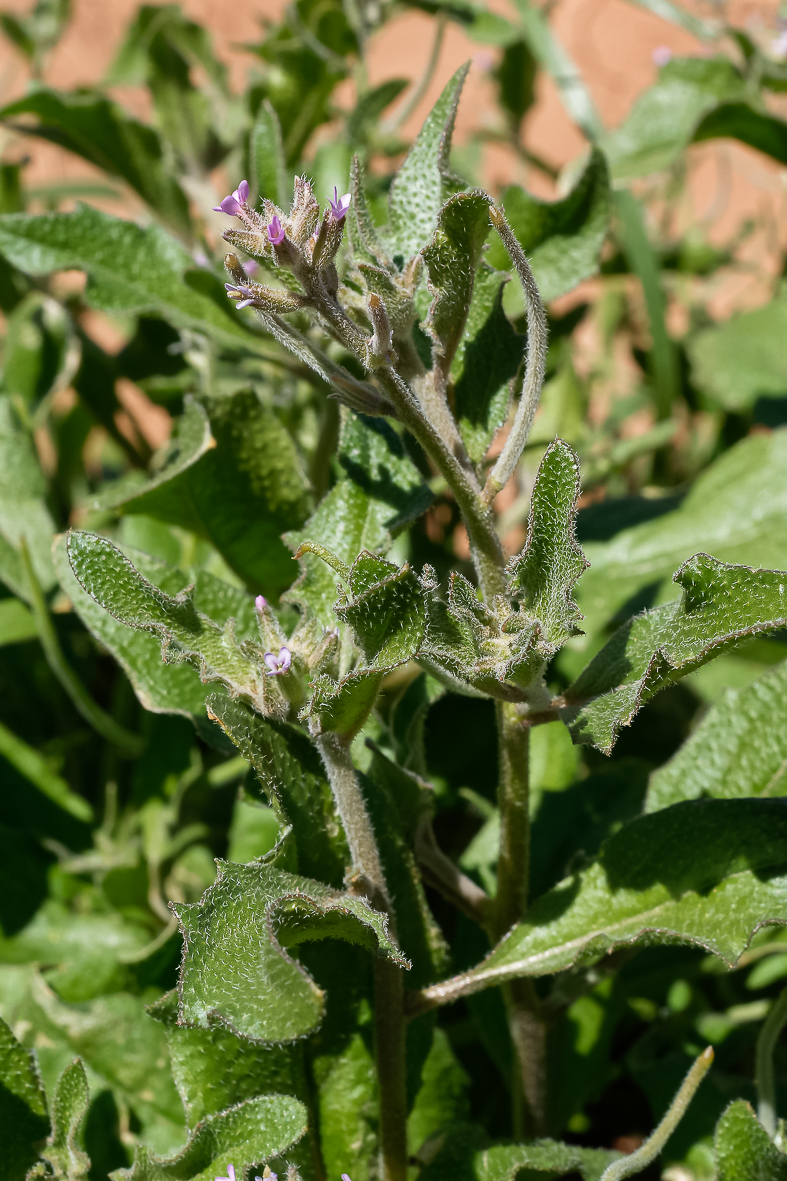 Malcolmia africana - Plant Biodiversity of South-Western Morocco