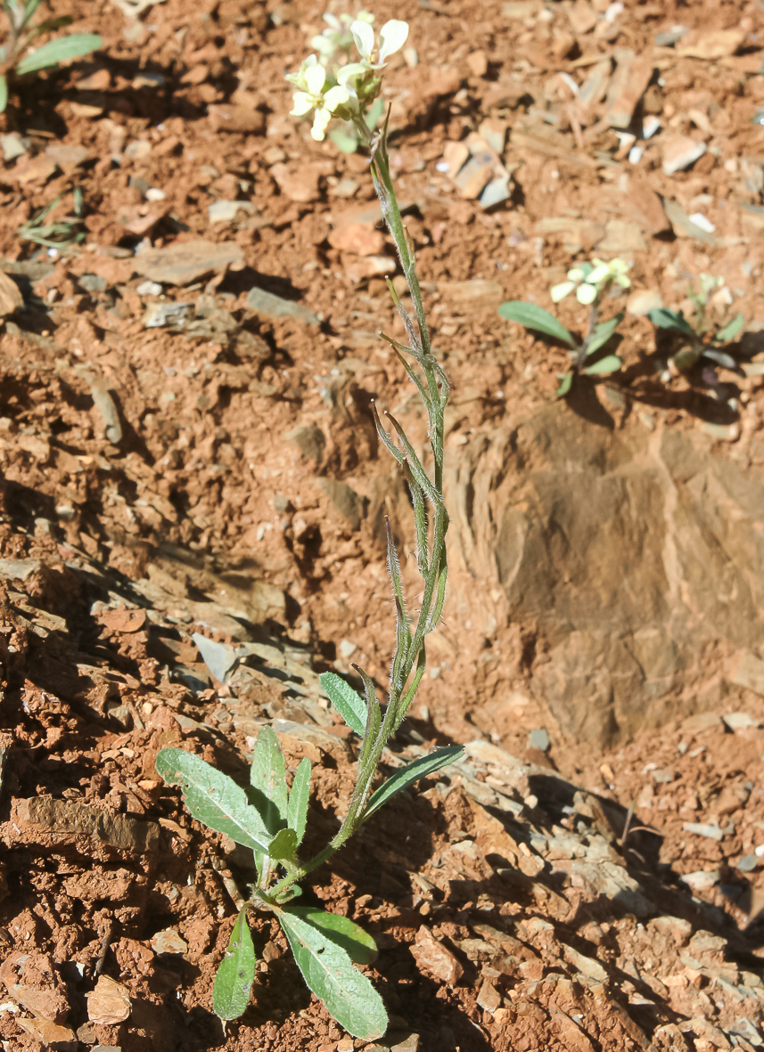 Trachystoma aphanoneurum - Biodiversité végétale du sud-ouest marocain