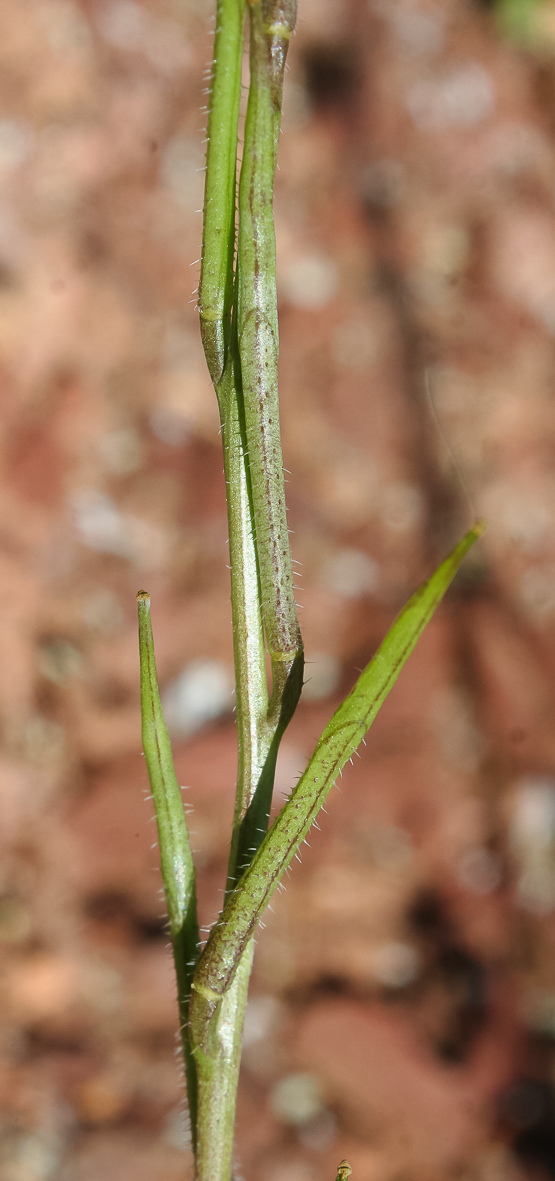 Trachystoma aphanoneurum - Biodiversité végétale du sud-ouest marocain