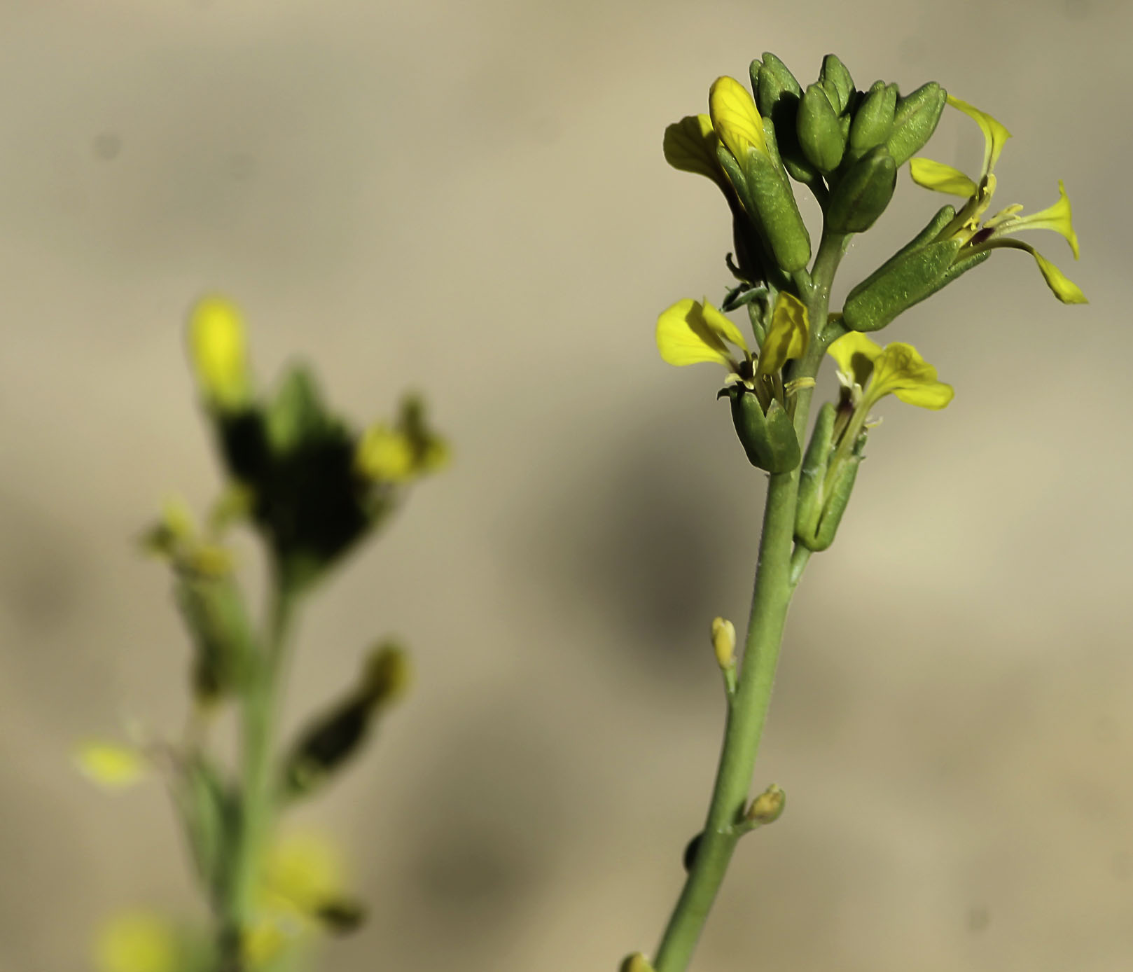 Vella pseudocytisus subsp. glabrata - Plant Biodiversity of South ...
