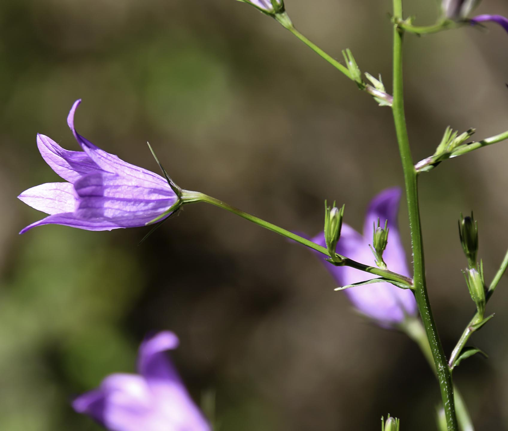 Campanula rapunculus - Biodiversité végétale du sud-ouest marocain