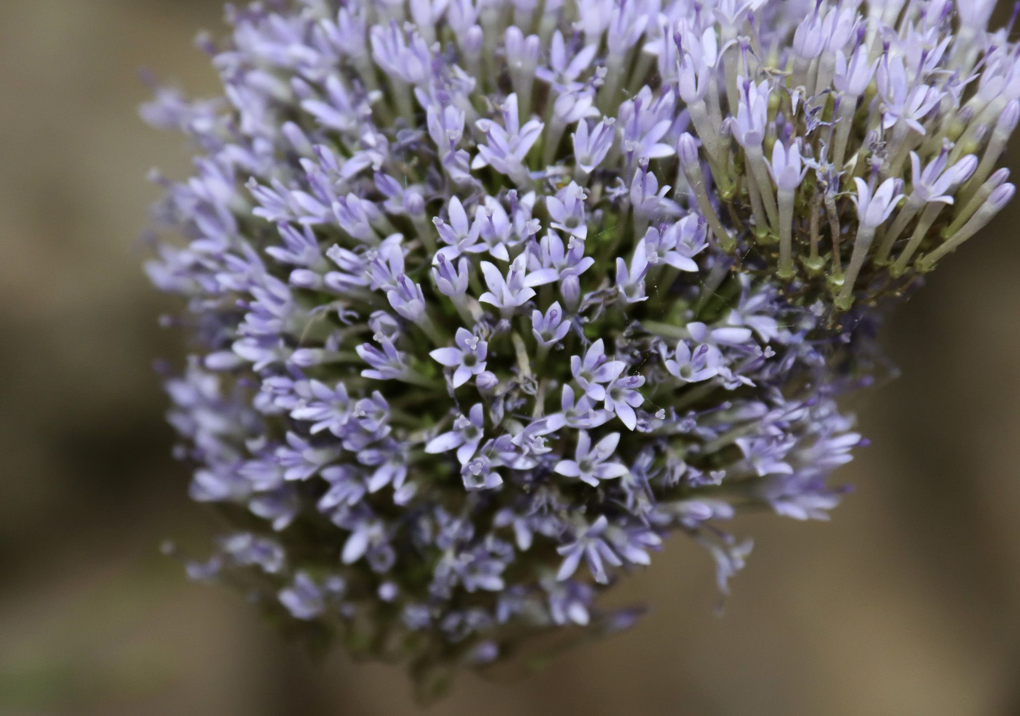 Feeria angustifolia - Biodiversité végétale du sud-ouest marocain