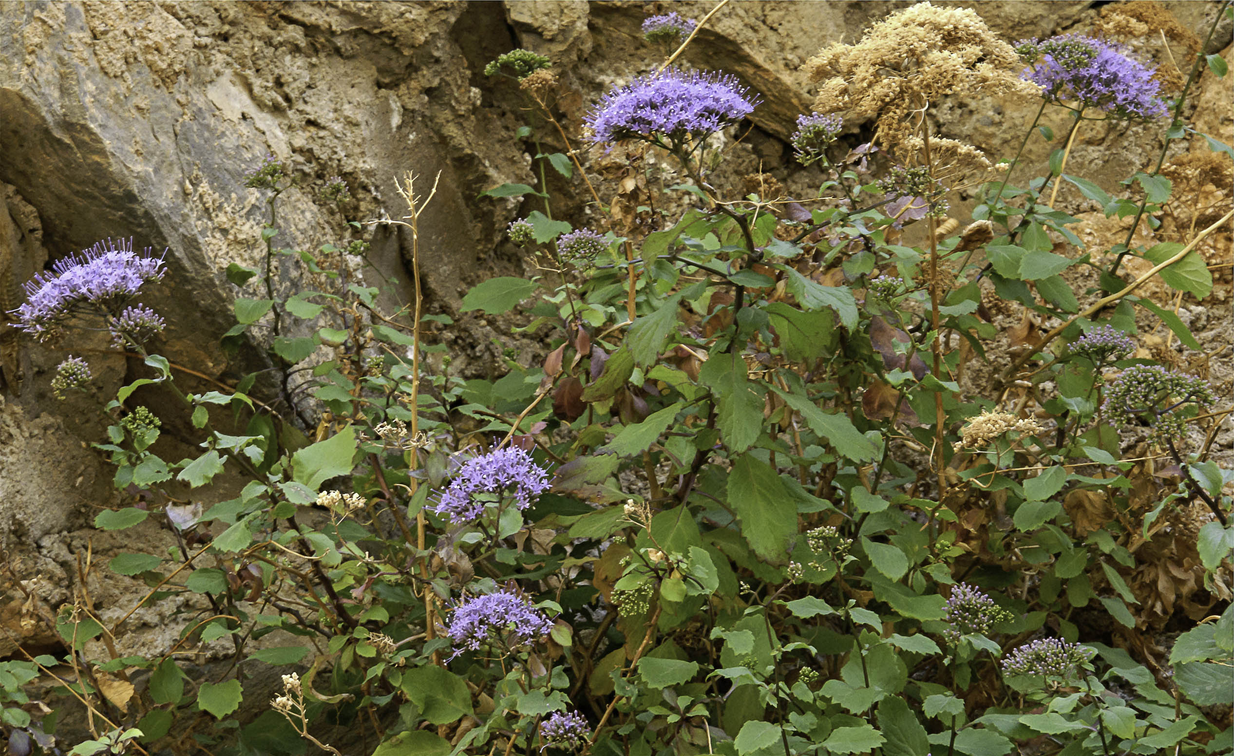 Trachelium caeruleum subsp. caeruleum - Plant Biodiversity of South ...