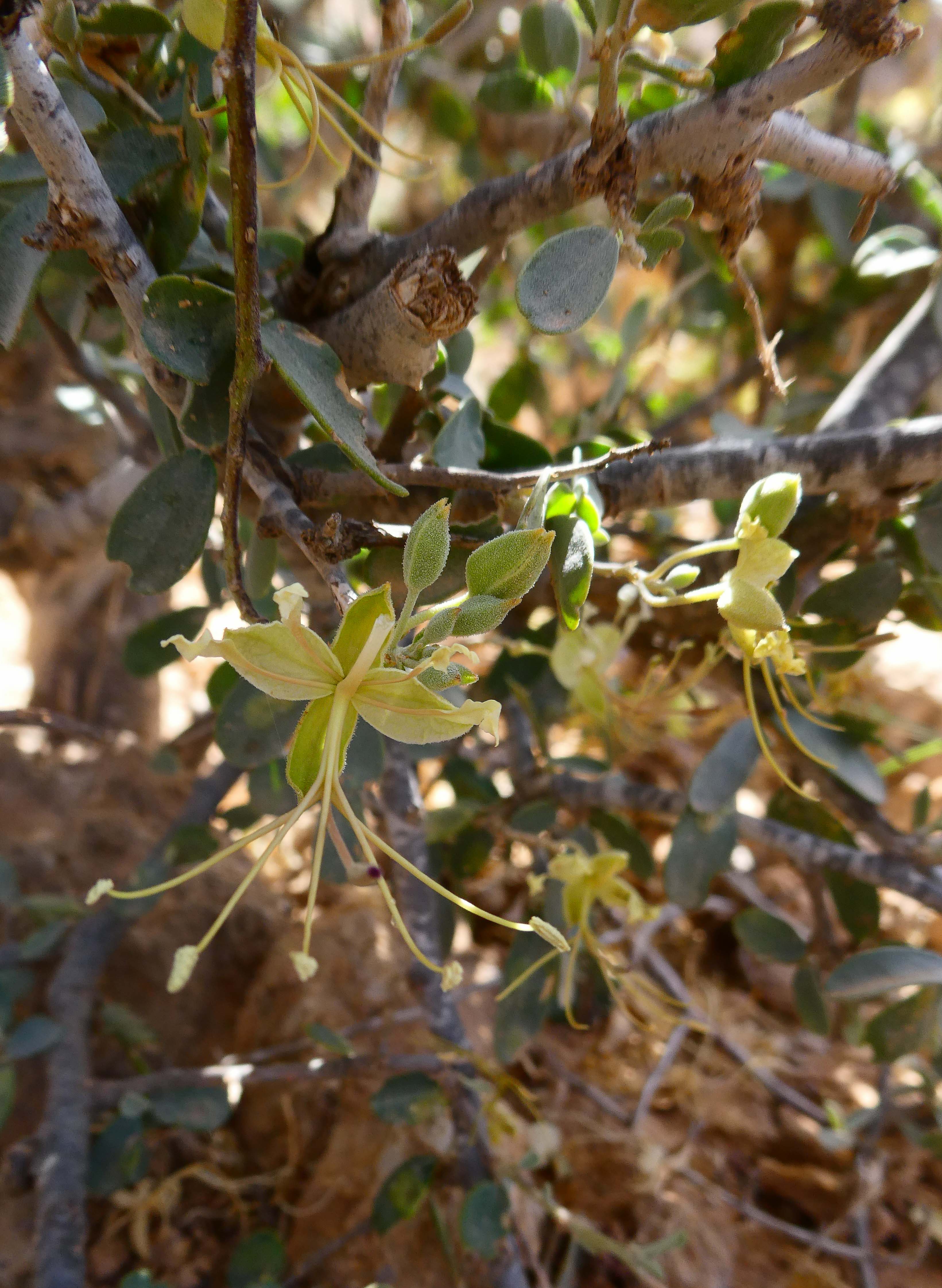 Cadaba farinosa - Biodiversité végétale du sud-ouest marocain