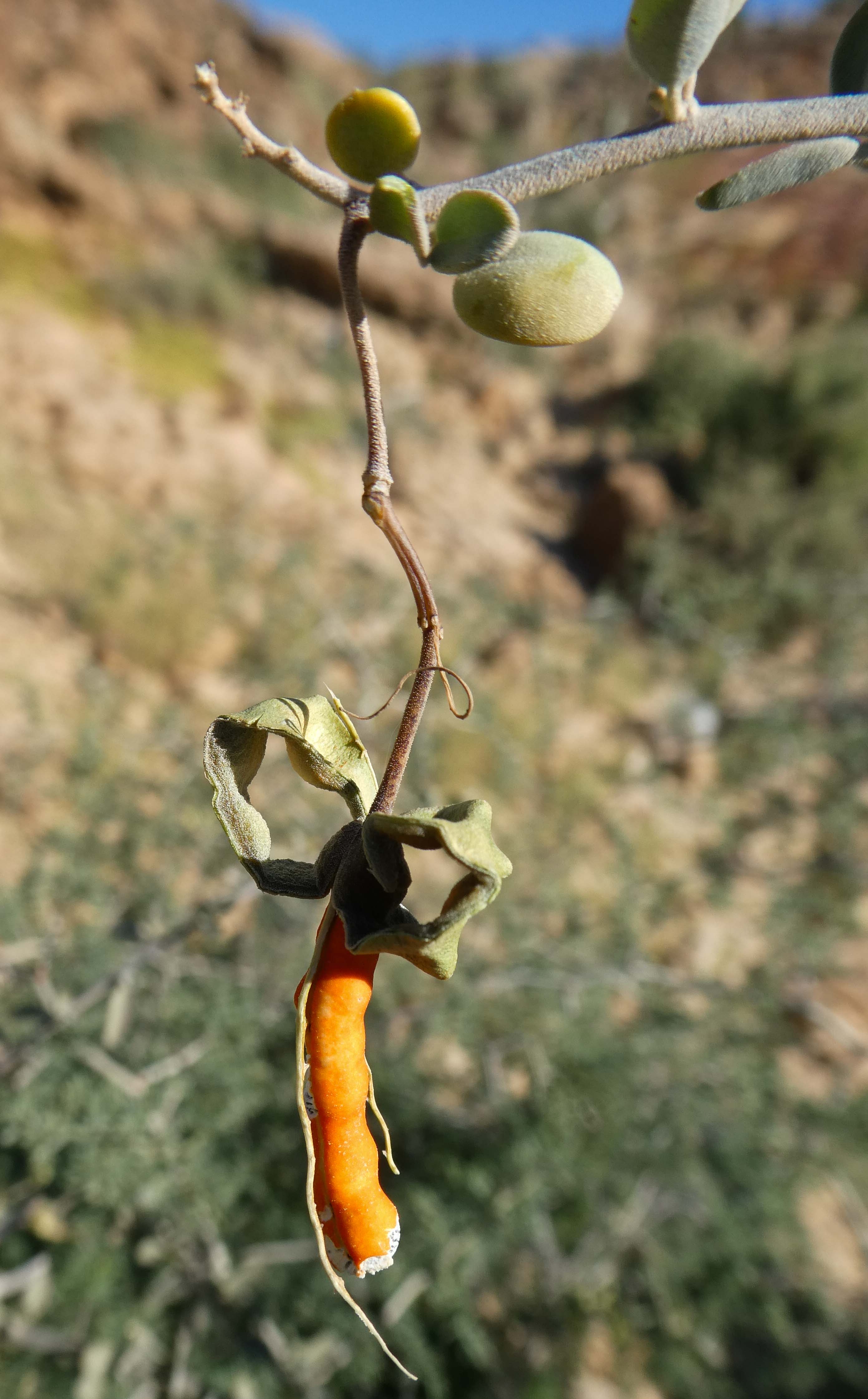 Cadaba farinosa - Biodiversité végétale du sud-ouest marocain