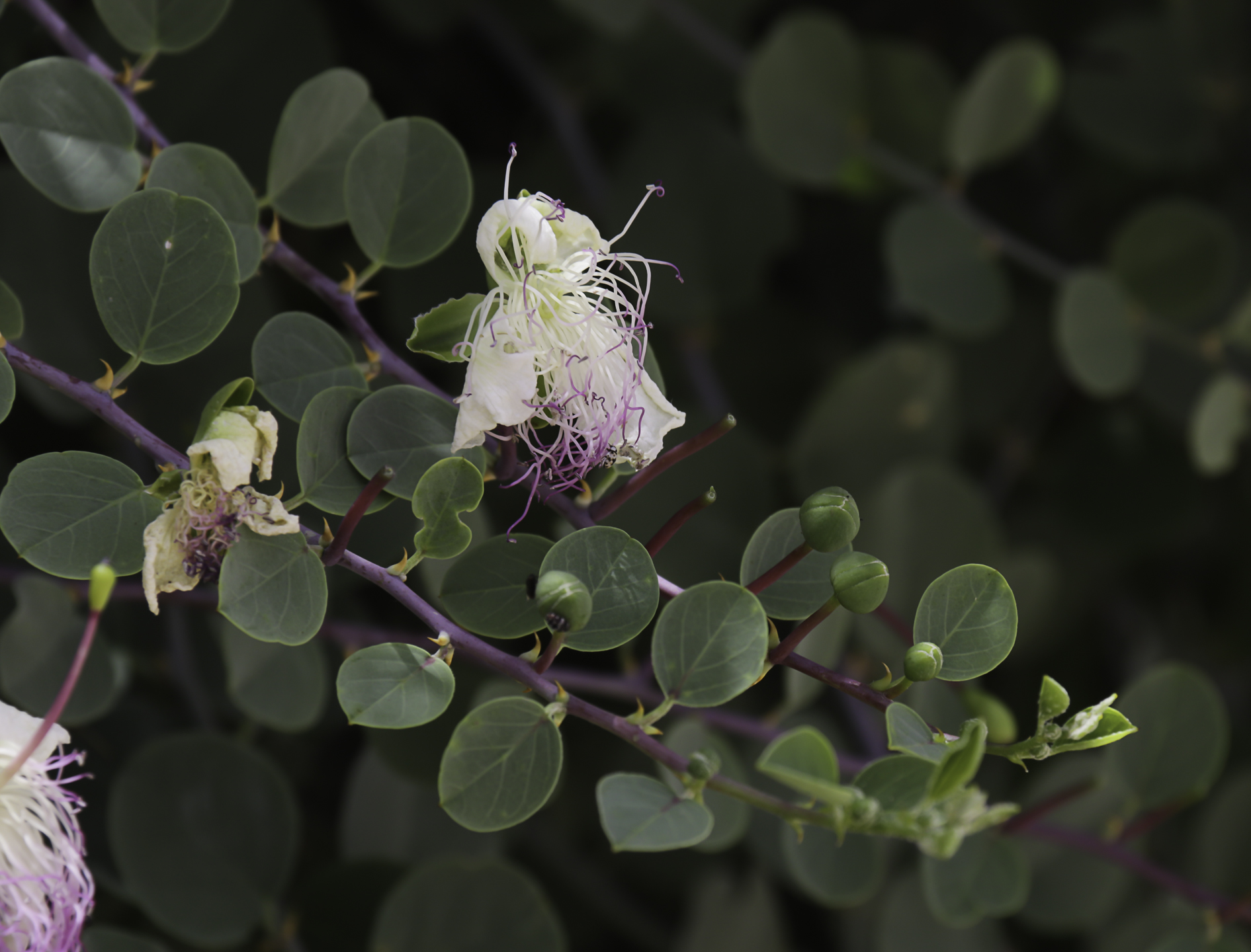 Capparis spinosa - Plant Biodiversity of South-Western Morocco