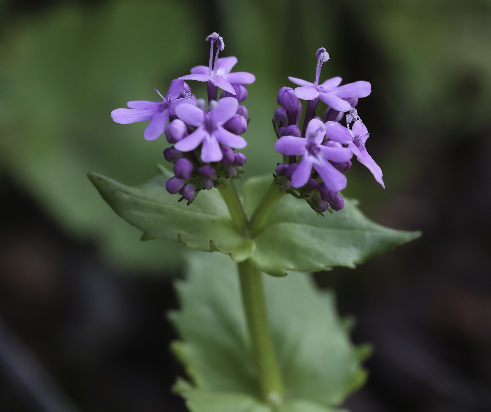 Fedia pallescens - Biodiversité végétale du sud-ouest marocain