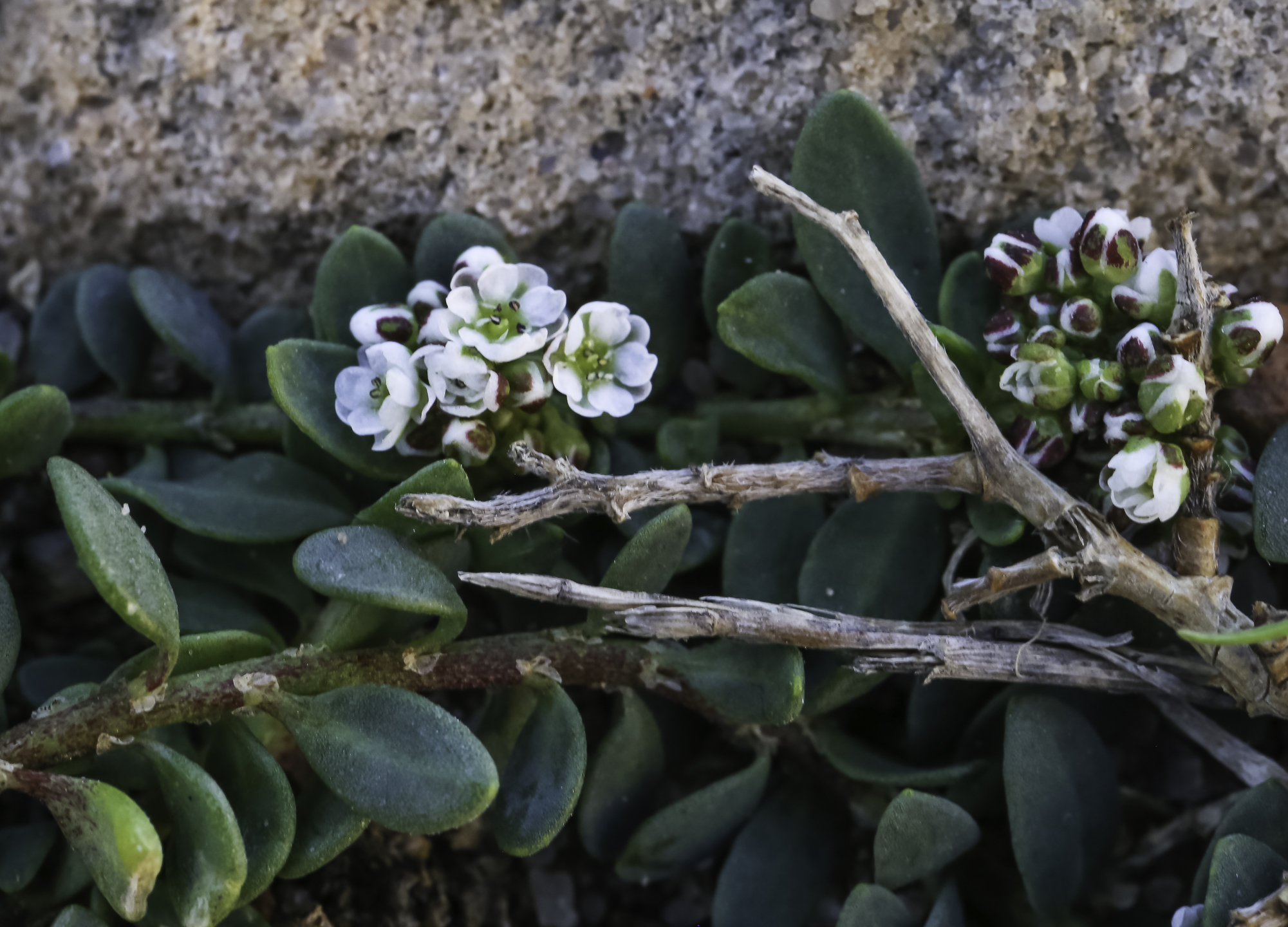 Corrigiola litoralis subsp. litoralis - Plant Biodiversity of South ...