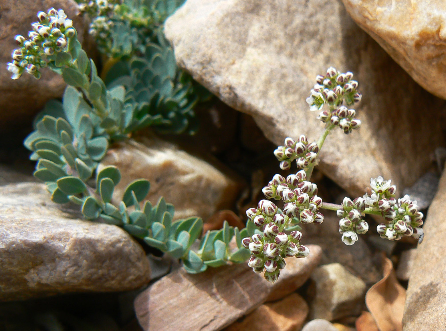 Corrigiola telephiifolia - Plant Biodiversity of South-Western Morocco